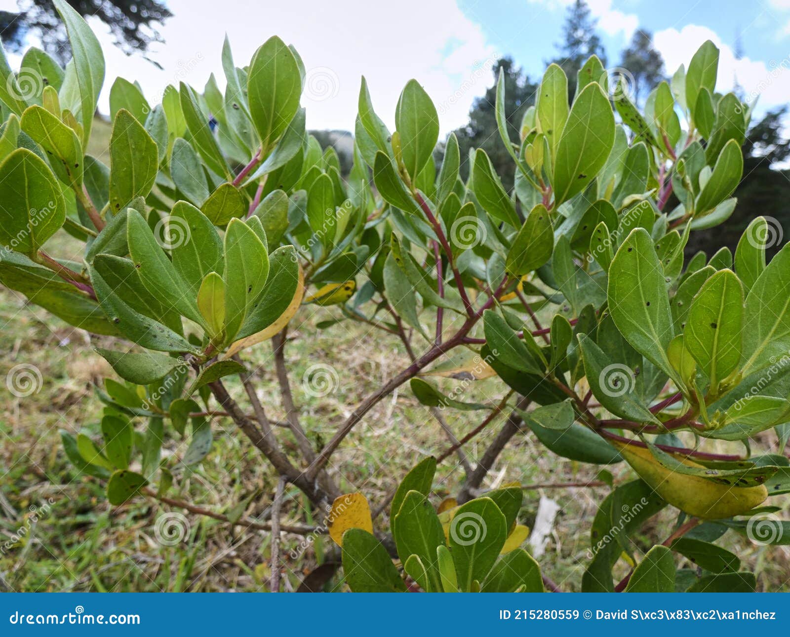 Leaves Of The Bush On A Field Stock Image | CartoonDealer.com #215280559
