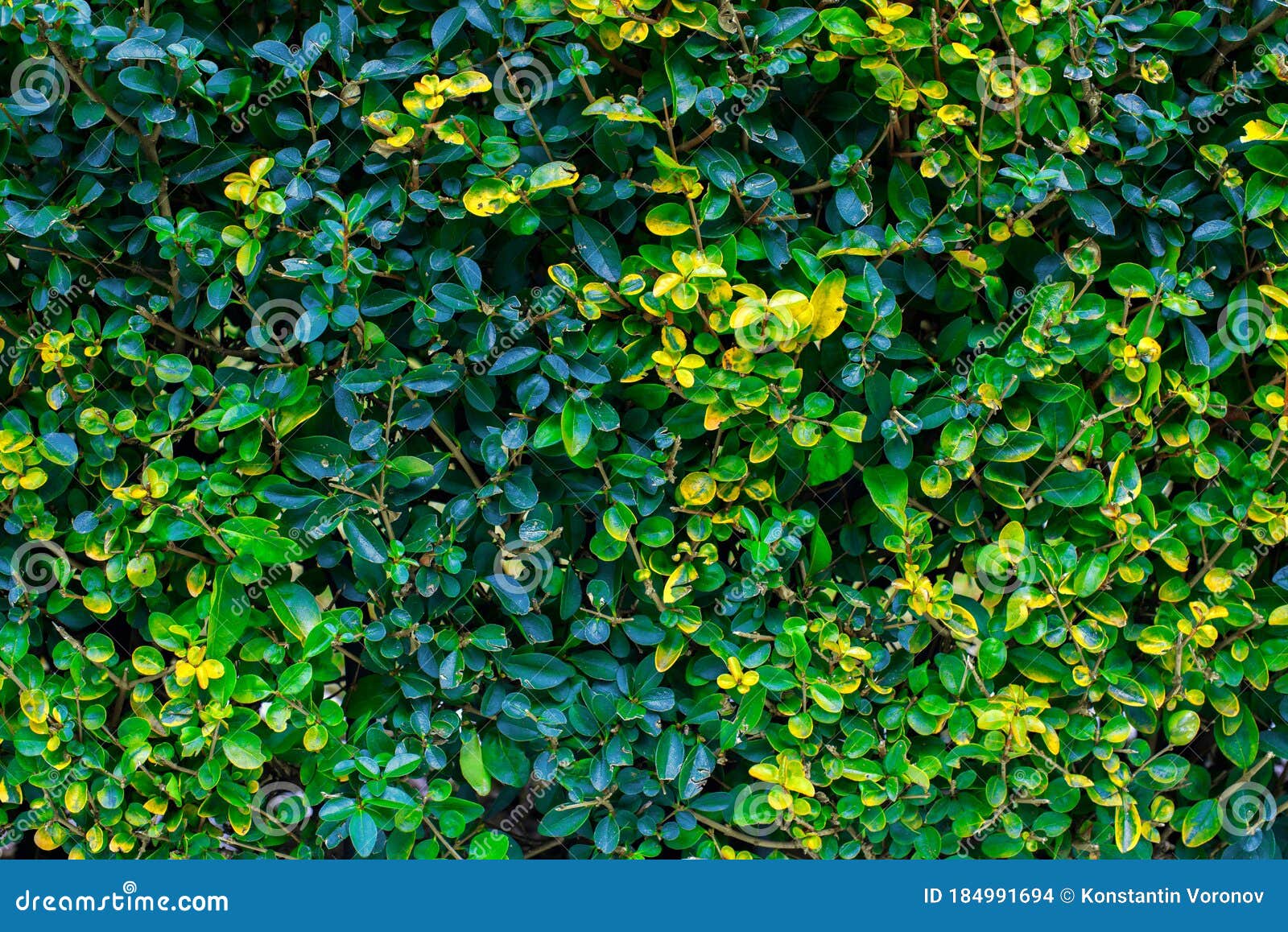 Leaves Bush Texture. Green and Yellow Stock Photo - Image of leaf ...