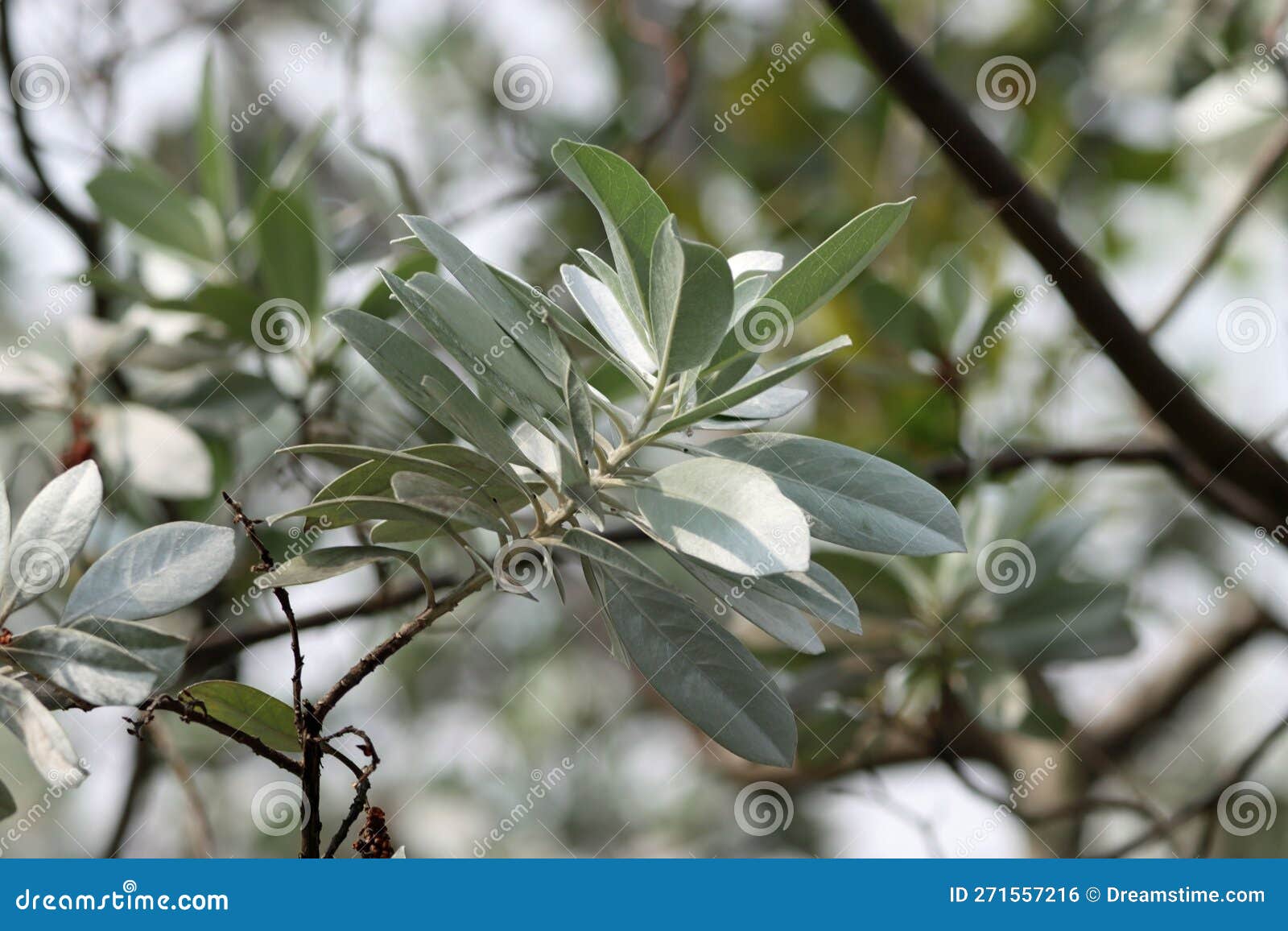Conocarpus Erectus Plant Royalty-Free Stock Photo | CartoonDealer.com ...