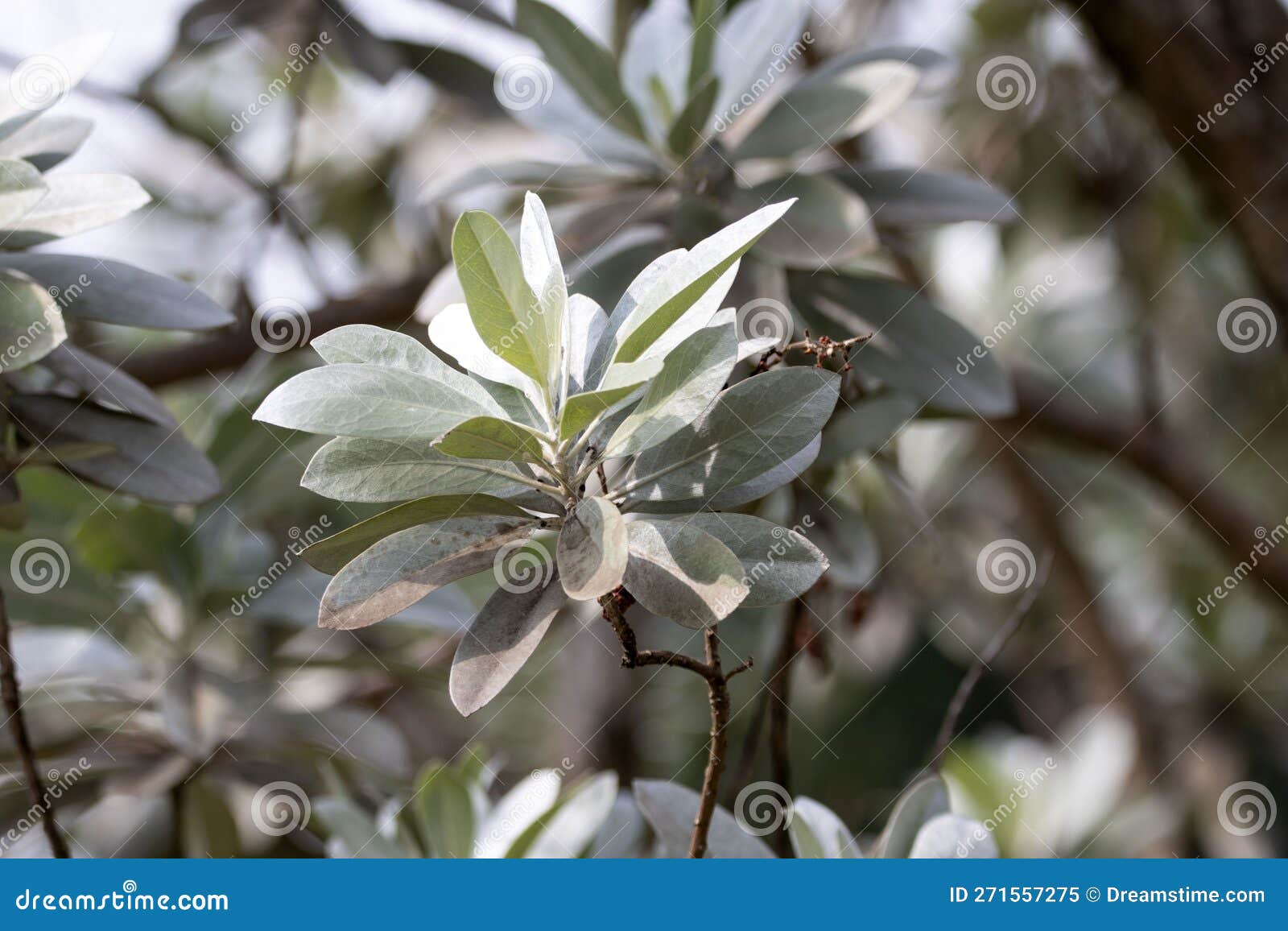 Conocarpus Erectus Plant Royalty-Free Stock Photo | CartoonDealer.com ...