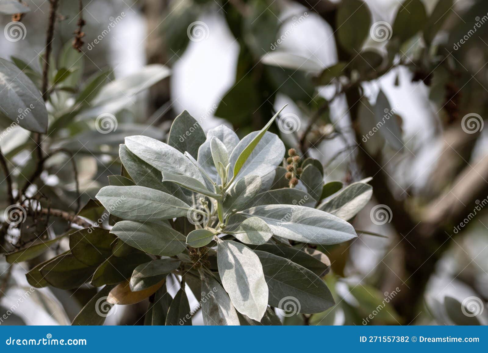Leaves of a Button Mangrove, Conocarpus Erectus Stock Photo - Image of ...