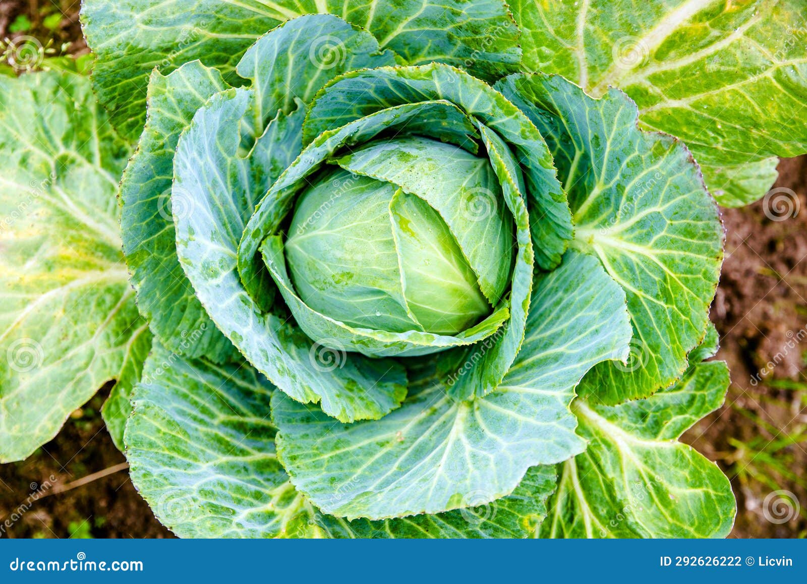 Leaves of Cabbage Grow on the Bed Stock Photo - Image of cabbage ...