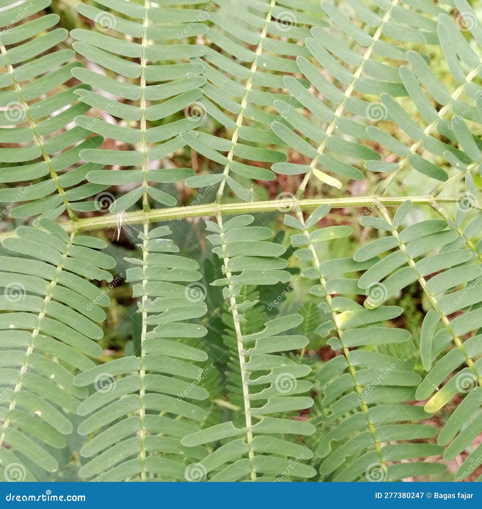 The Leaves of the Calliandra Tree Stock Image - Image of leaf ...