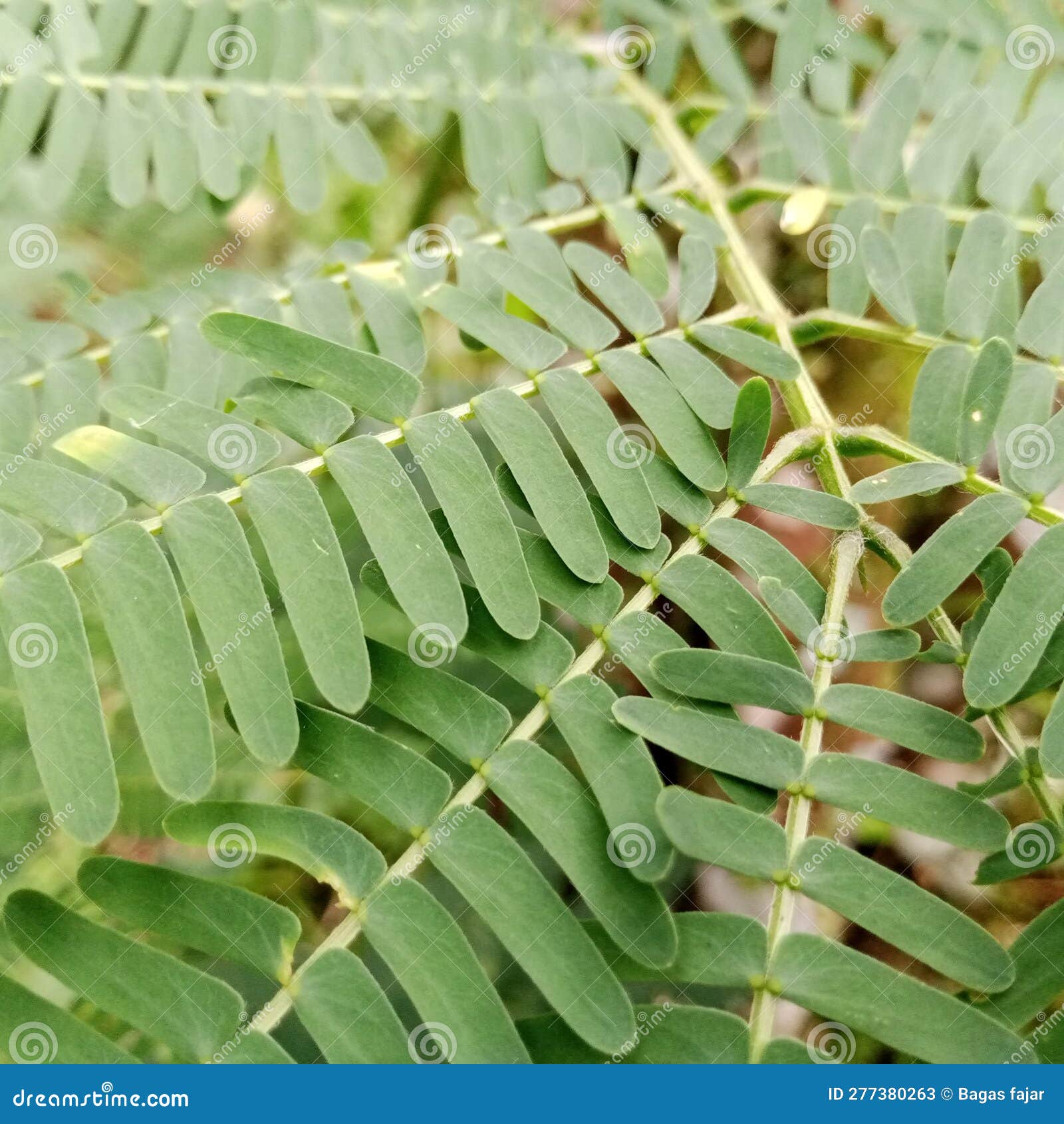 The Leaves of the Calliandra Tree Stock Image - Image of leaves ...