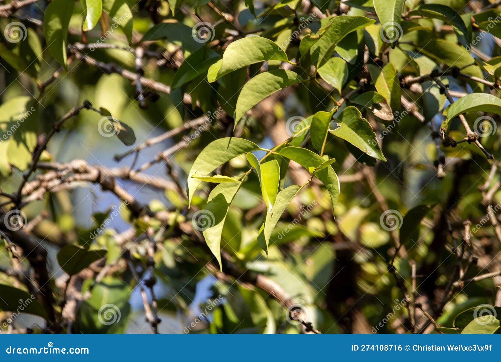 Leaves of Camphor, Cinnamomum Camphora Stock Photo - Image of ...