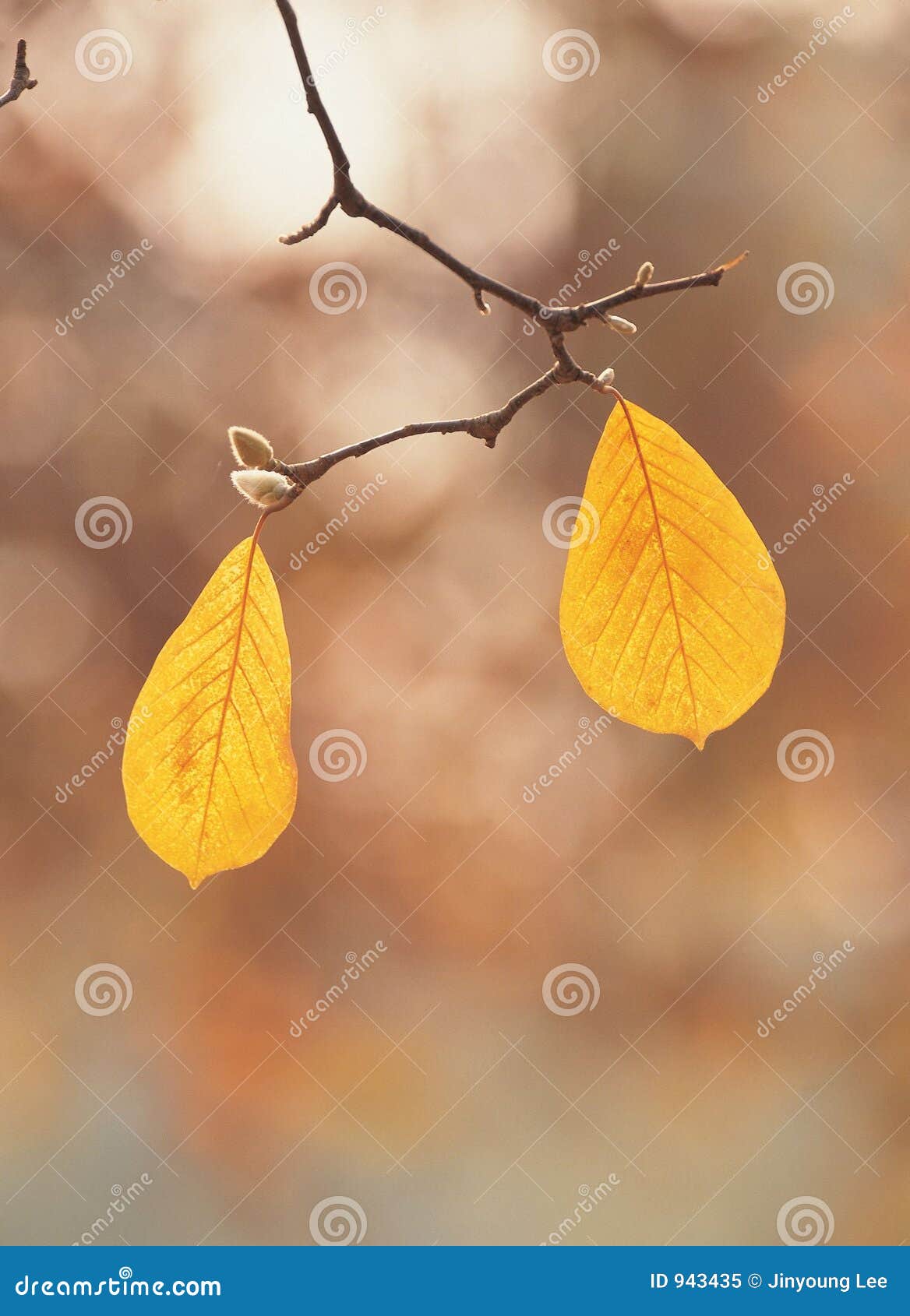 Leaves with cane stock image. Image of leaves, autumn, outdoor - 943435