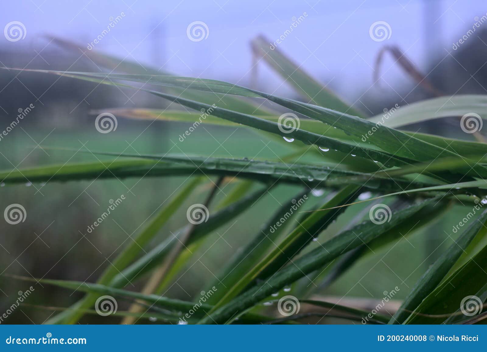 Leaves of a Cane during a Rainfall with Drops of Rain on it Stock Photo ...