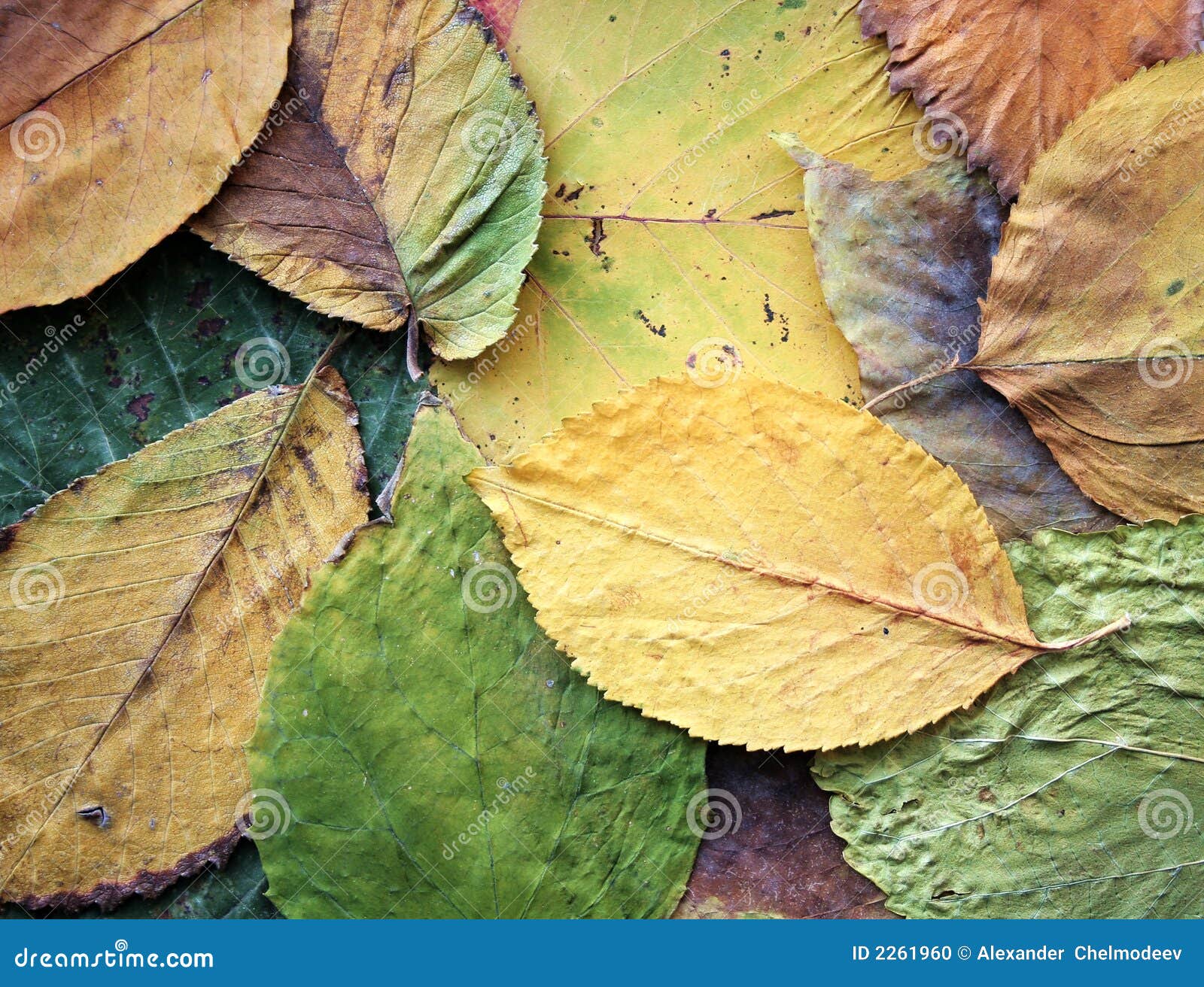 Leaves carpet stock photo. Image of green, fall, autumn - 2261960