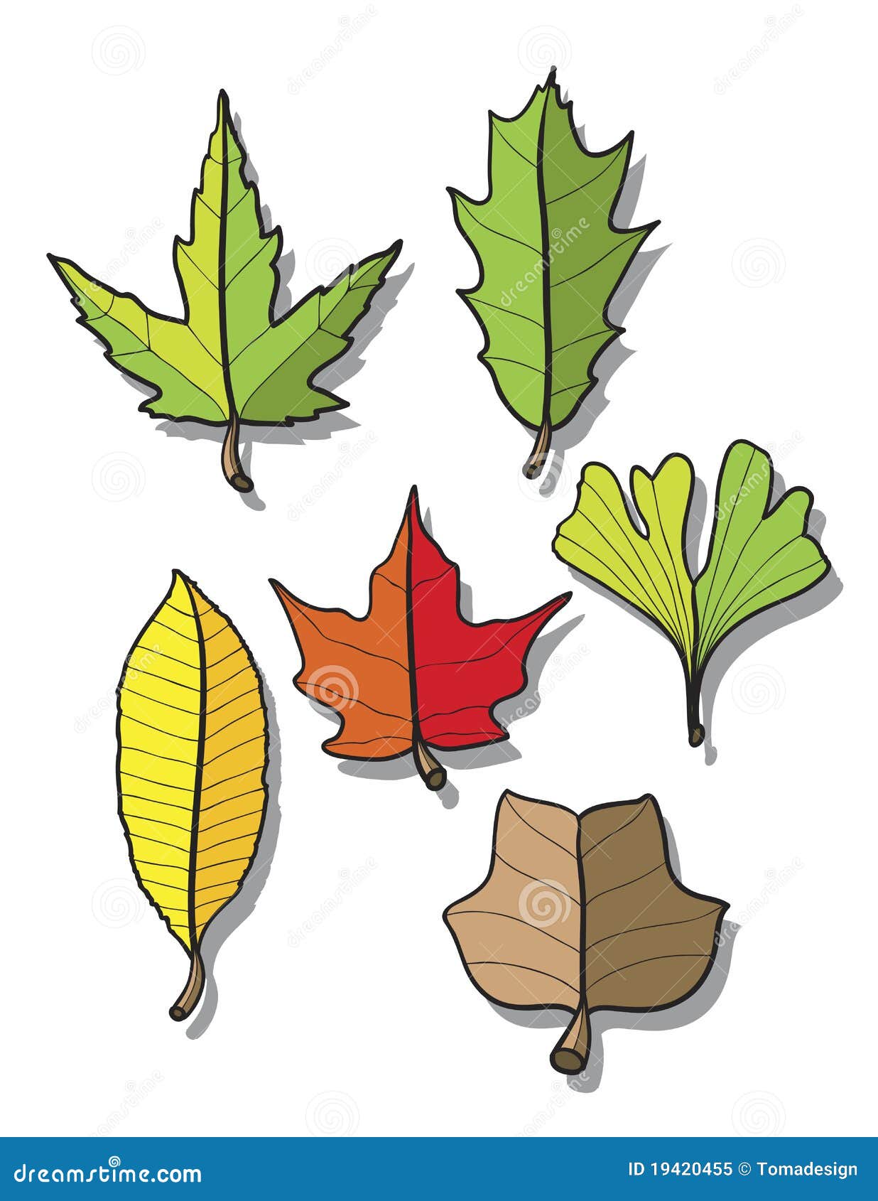 Leaves cartoon stock vector. Illustration of mahogany - 19420455