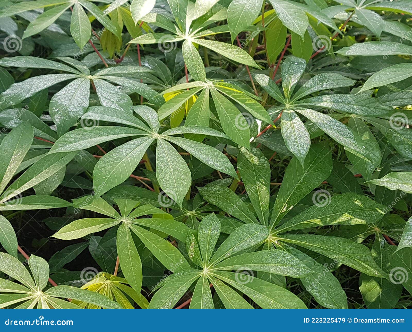 The Leaves of the Cassava Tree that Bear Fruit Underground Stock Image ...