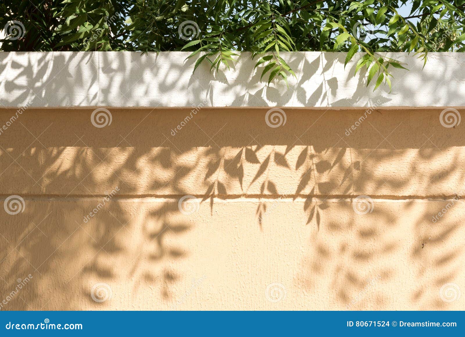 Leaves Casting Shadows Onto Garden Wall Stock Photo - Image of exterior ...