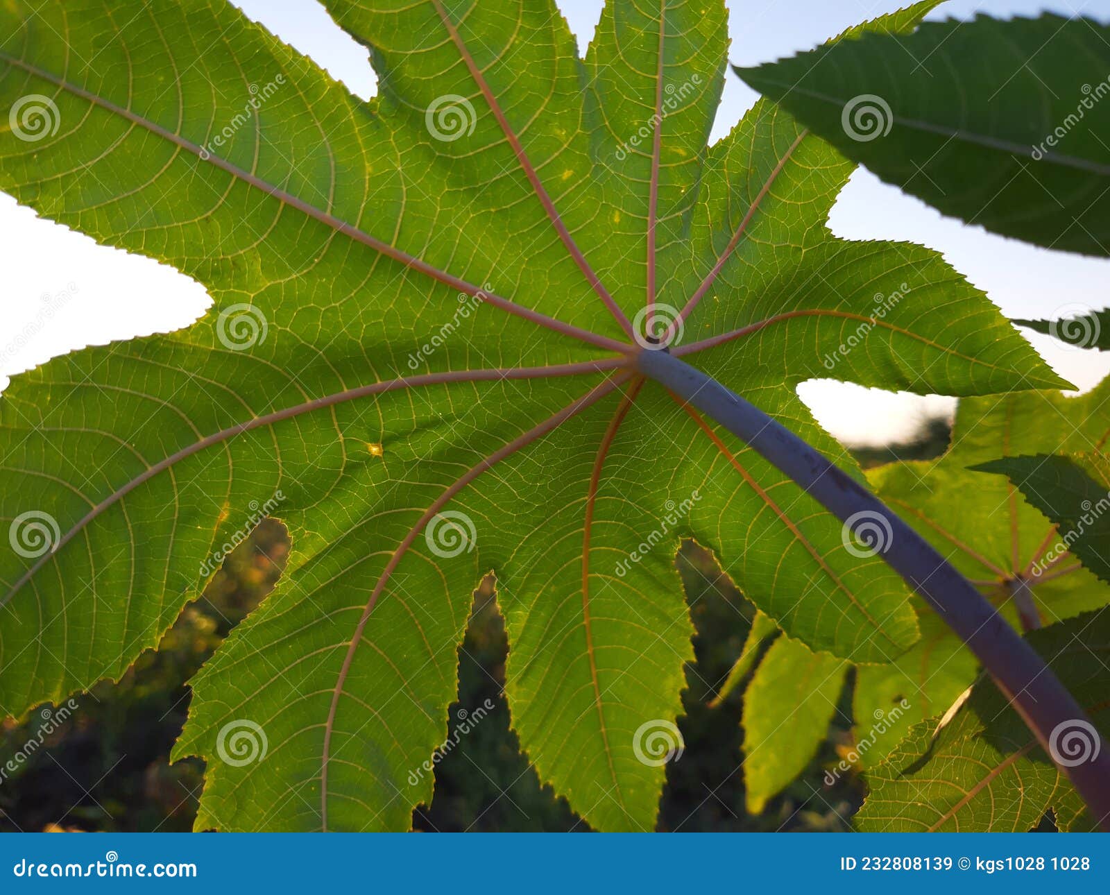Leaves of castor stock image. Image of evergreen, collection - 232808139