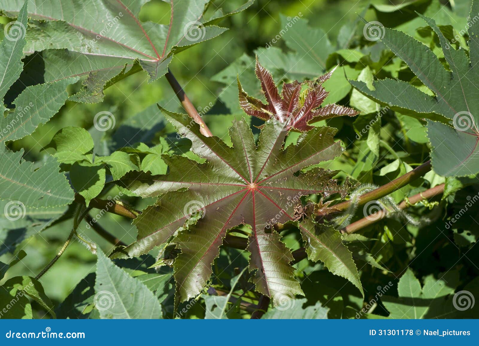 Leaves of castor oil plant stock photo. Image of leaf - 31301178