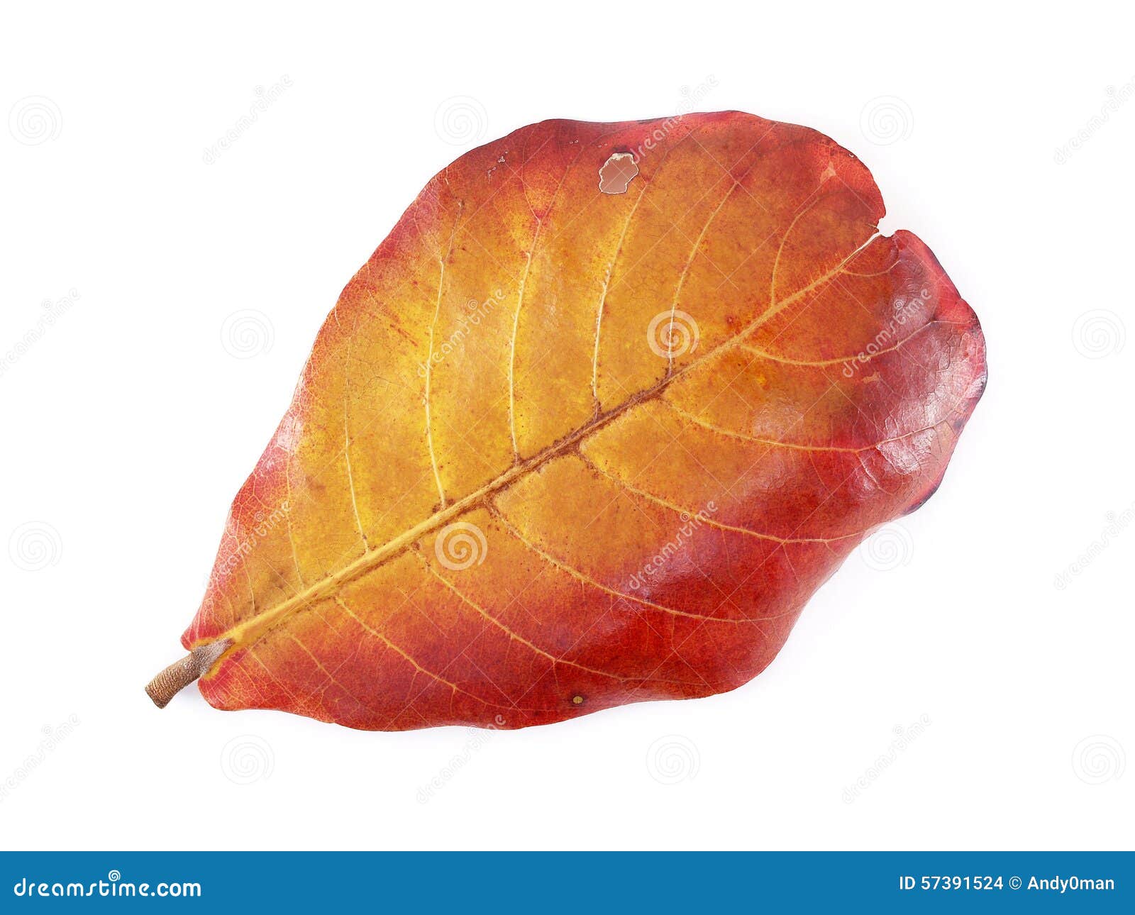 Single Red Autumn Leaves Isolated on White Background Stock Photo ...