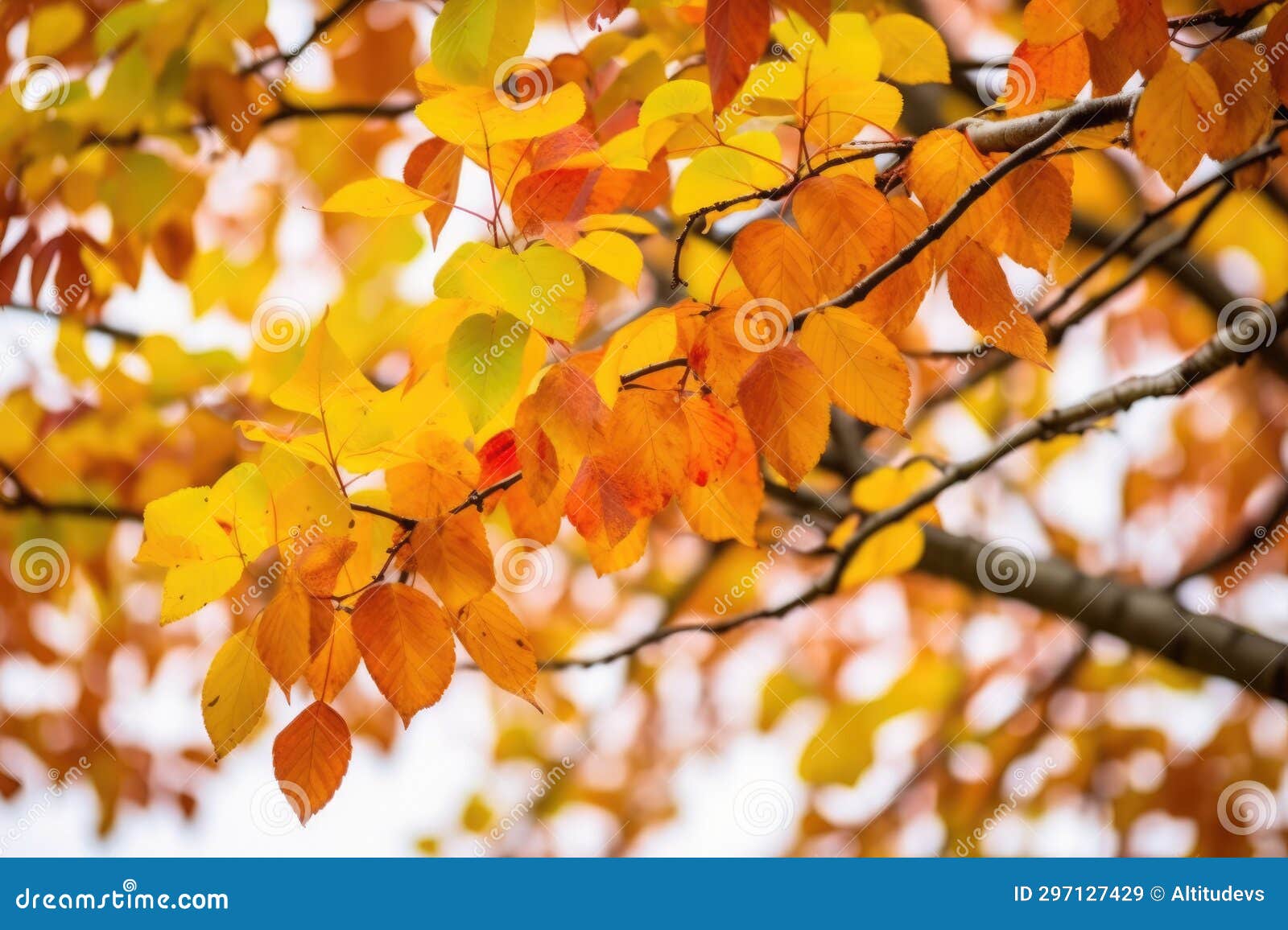 Leaves Changing Color on a Tree Branch in Autumn Stock Image - Image of ...