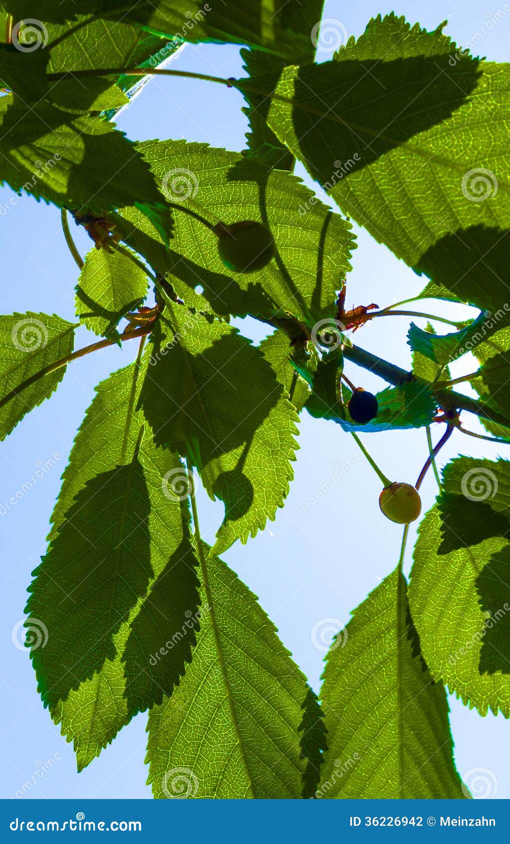 Leaves of a Cherry Tree with Blue Stock Photo - Image of country, fresh ...