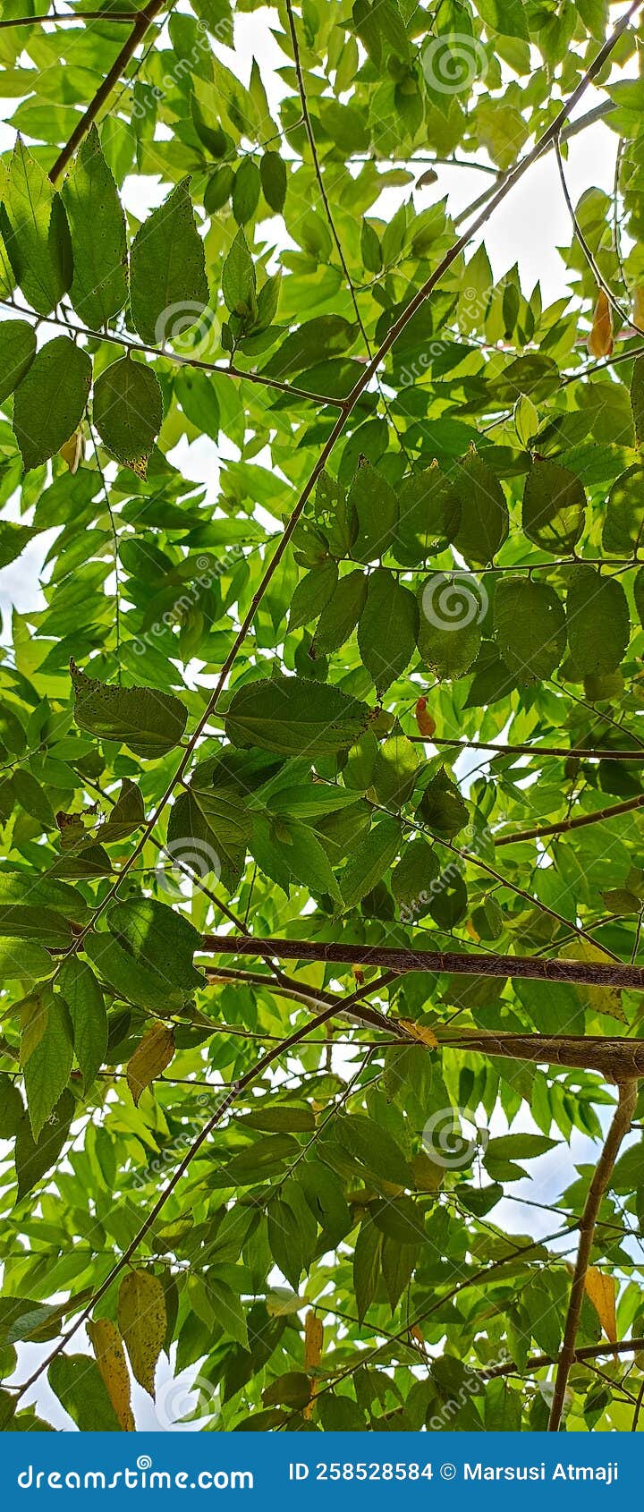 The LEAVES of the CHERRY TREE LOOK from the BOTTOM Stock Photo - Image ...