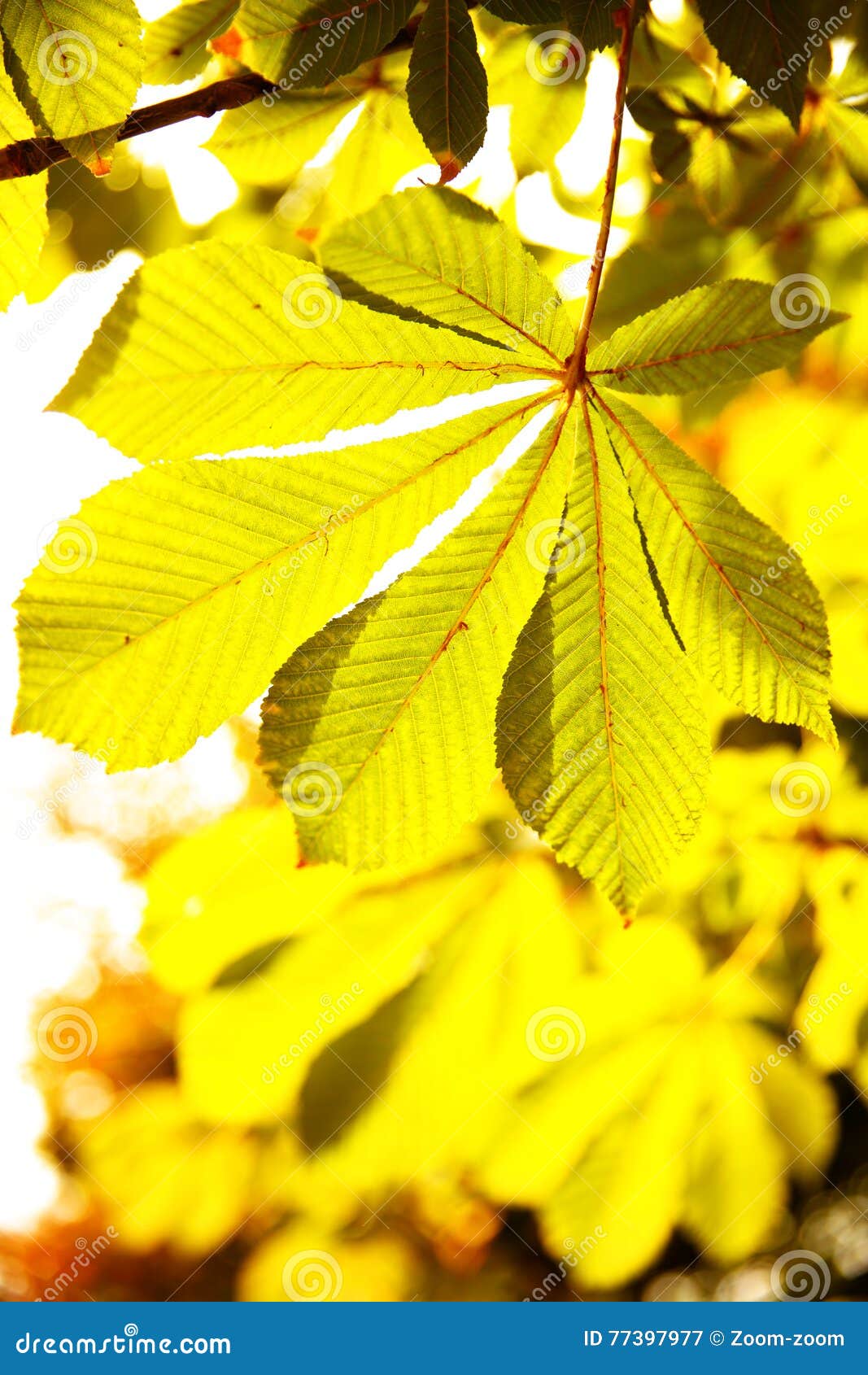 Leaves of chestnut stock image. Image of autumn, forest - 77397977