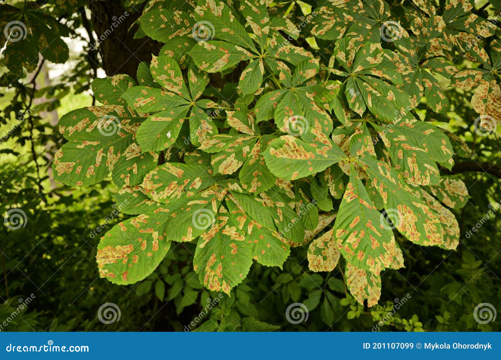 Leaves of the Chestnut Tree, Infested by the Chestnut Mining Moth Stock ...