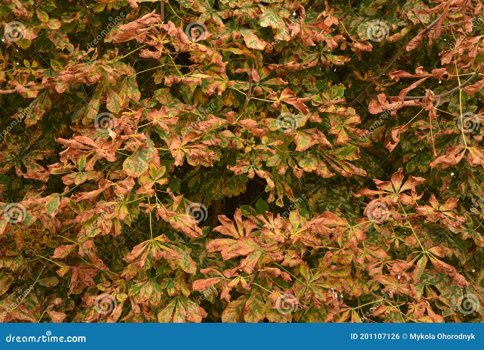 Bacterial Canker On Plum Tree Stock Image | CartoonDealer.com #95691889