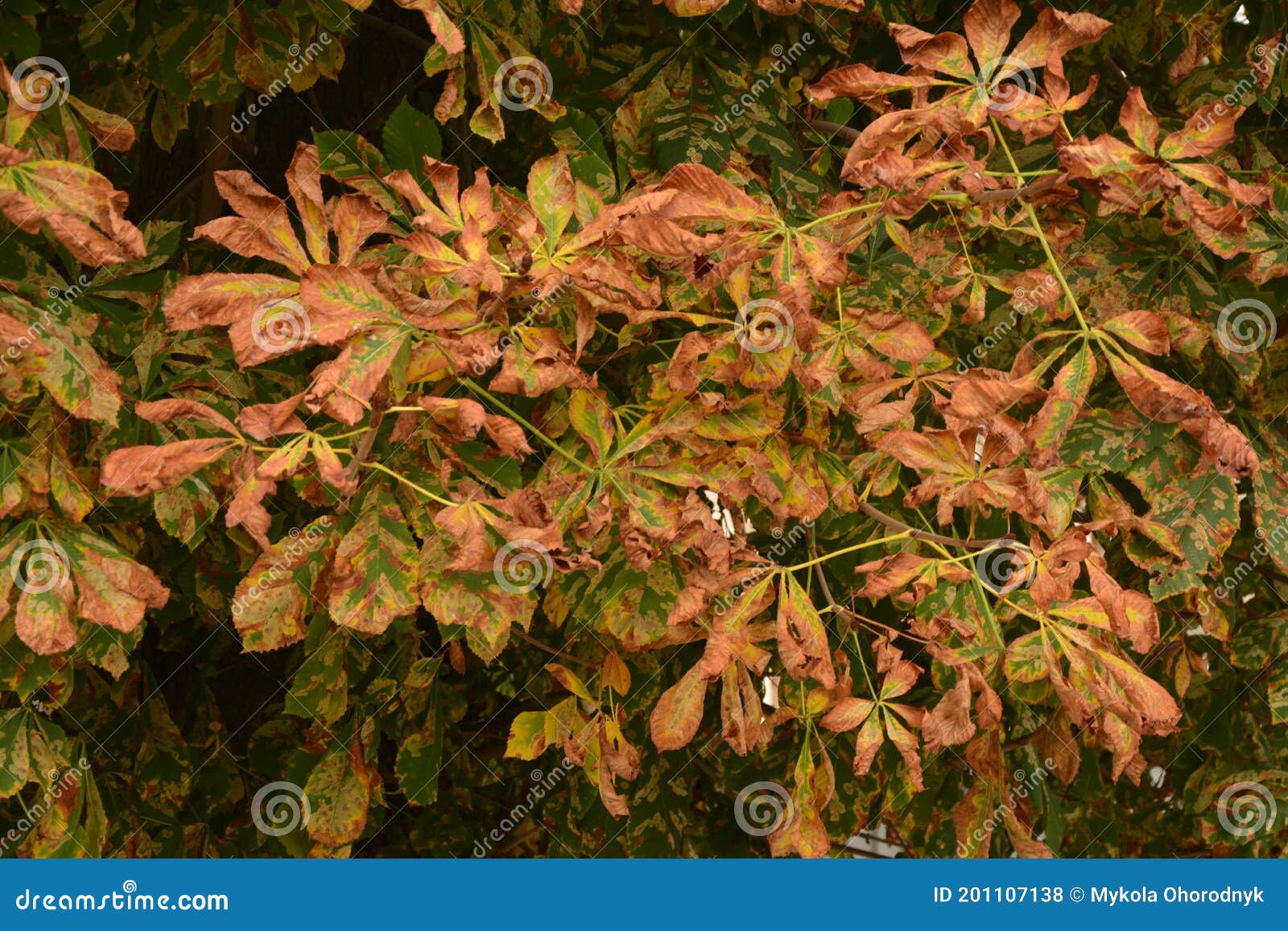 Leaves of the Chestnut Tree, Infested by the Chestnut Mining Moth Stock ...