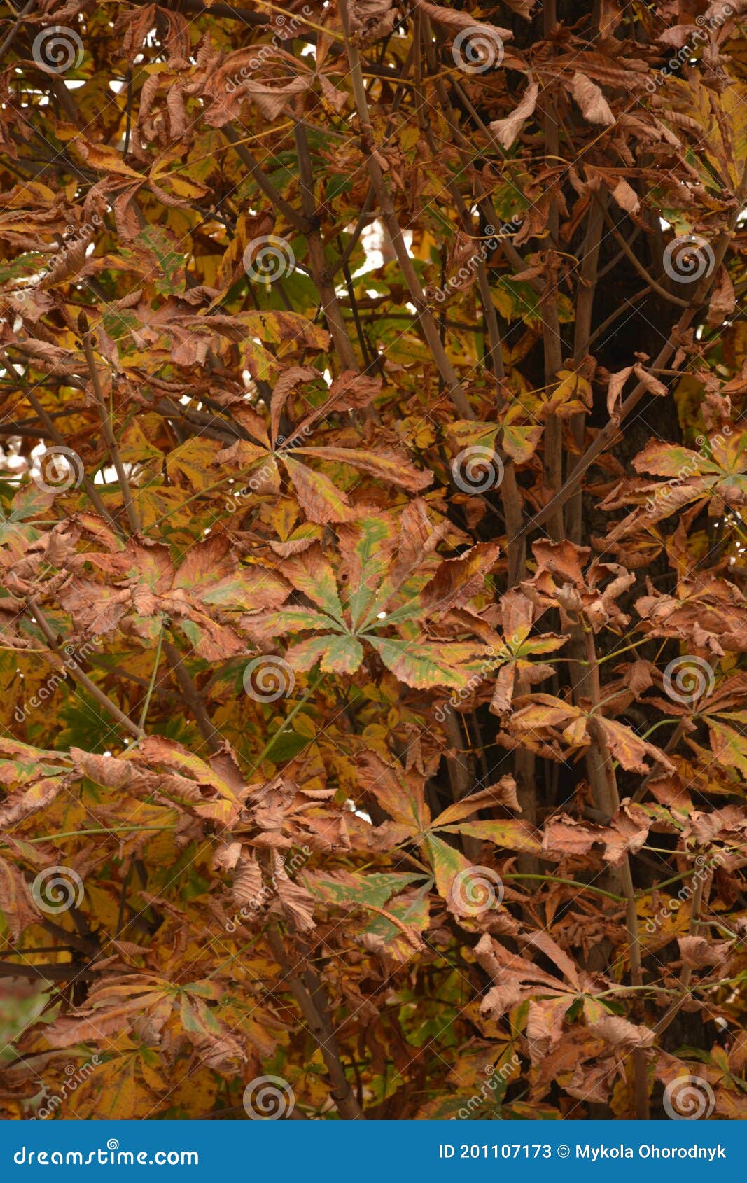 Leaves of the Chestnut Tree, Infested by the Chestnut Mining Moth Stock ...