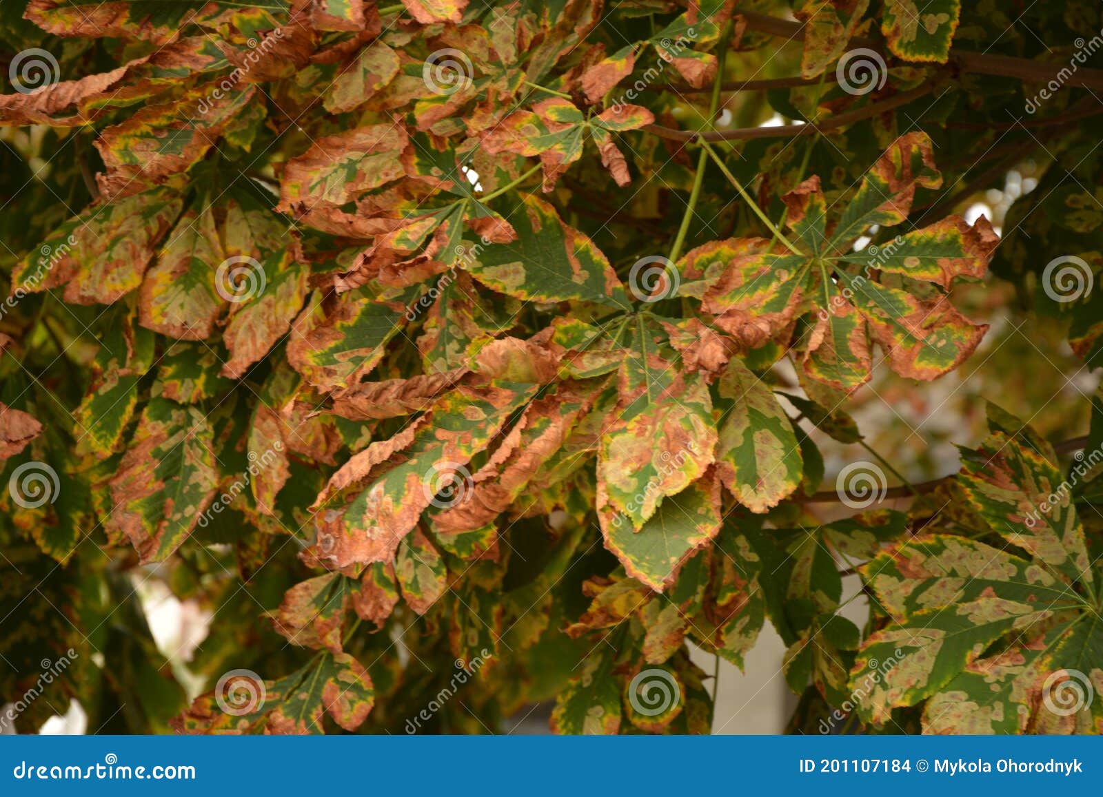 Bacterial Canker On Plum Tree Stock Image | CartoonDealer.com #95691889