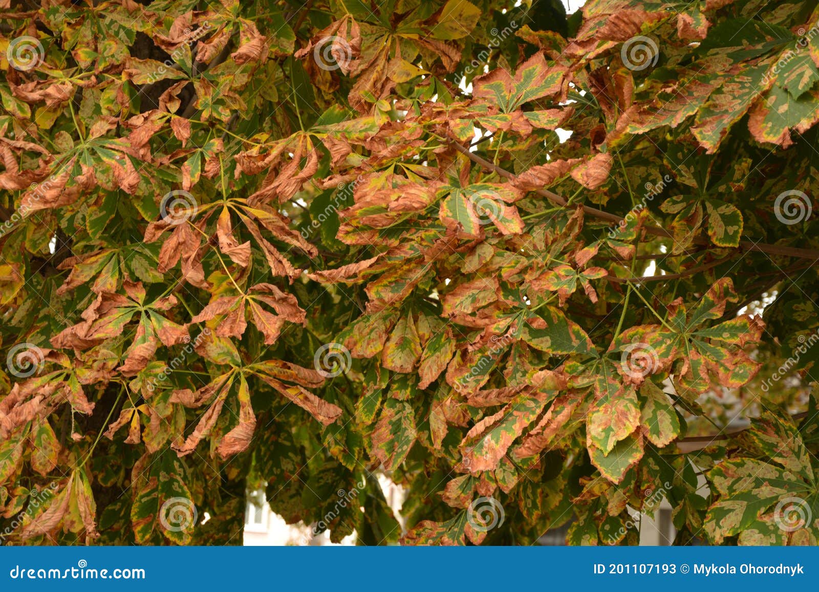 Leaves of the Chestnut Tree, Infested by the Chestnut Mining Moth Stock ...
