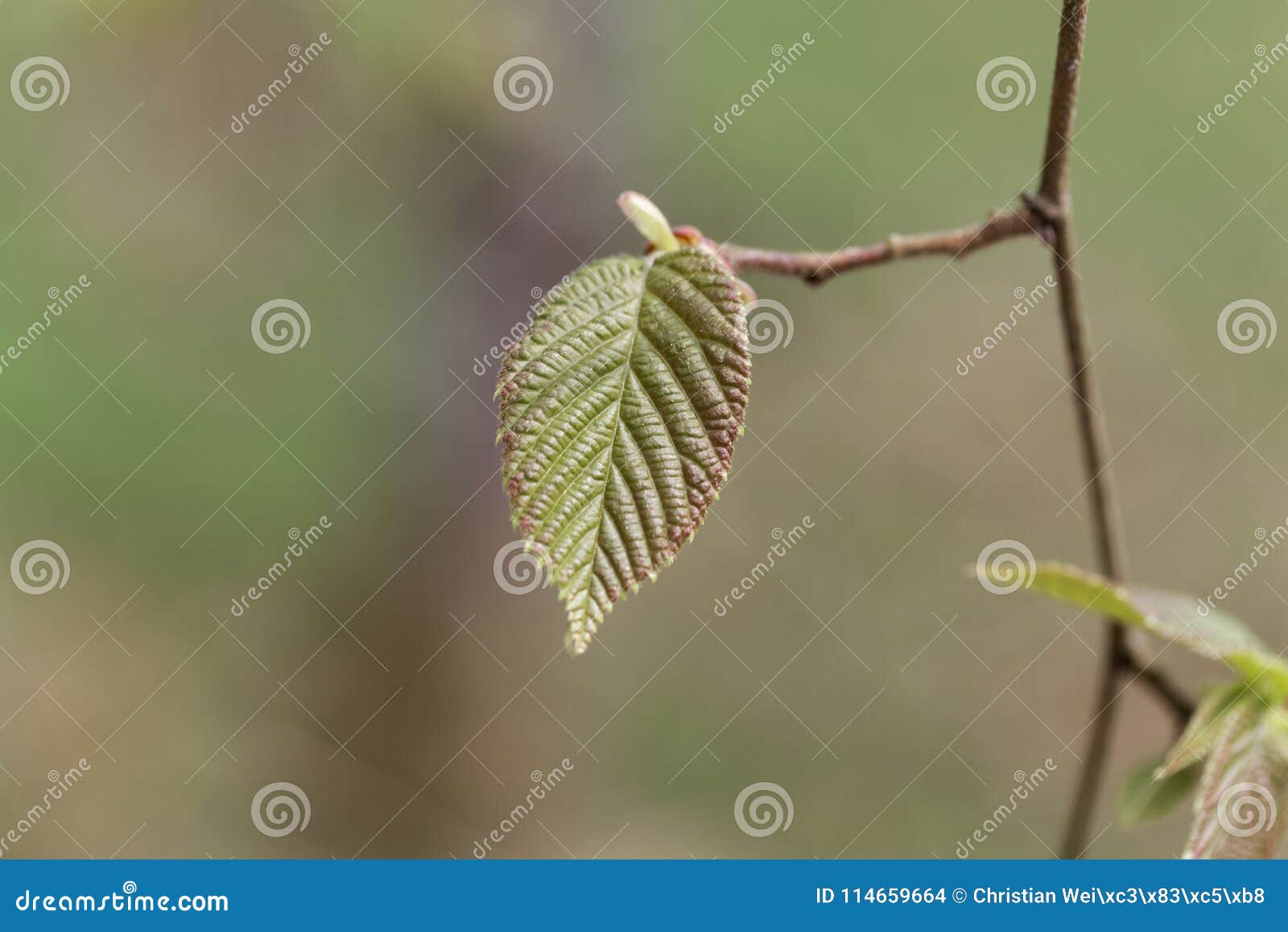 Leaves of a Chinese Hazel Tree Corylus Chinensis Stock Photo - Image of ...