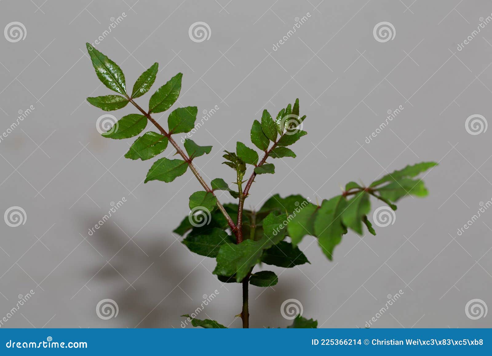 Leaves of Chinese Pepper, Zanthoxylum Simulans Stock Photo - Image of ...