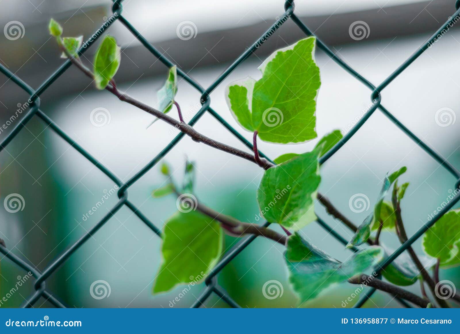 Leaves of Climbing Ivy, Tangled To a Wire Grid Stock Image - Image of ...