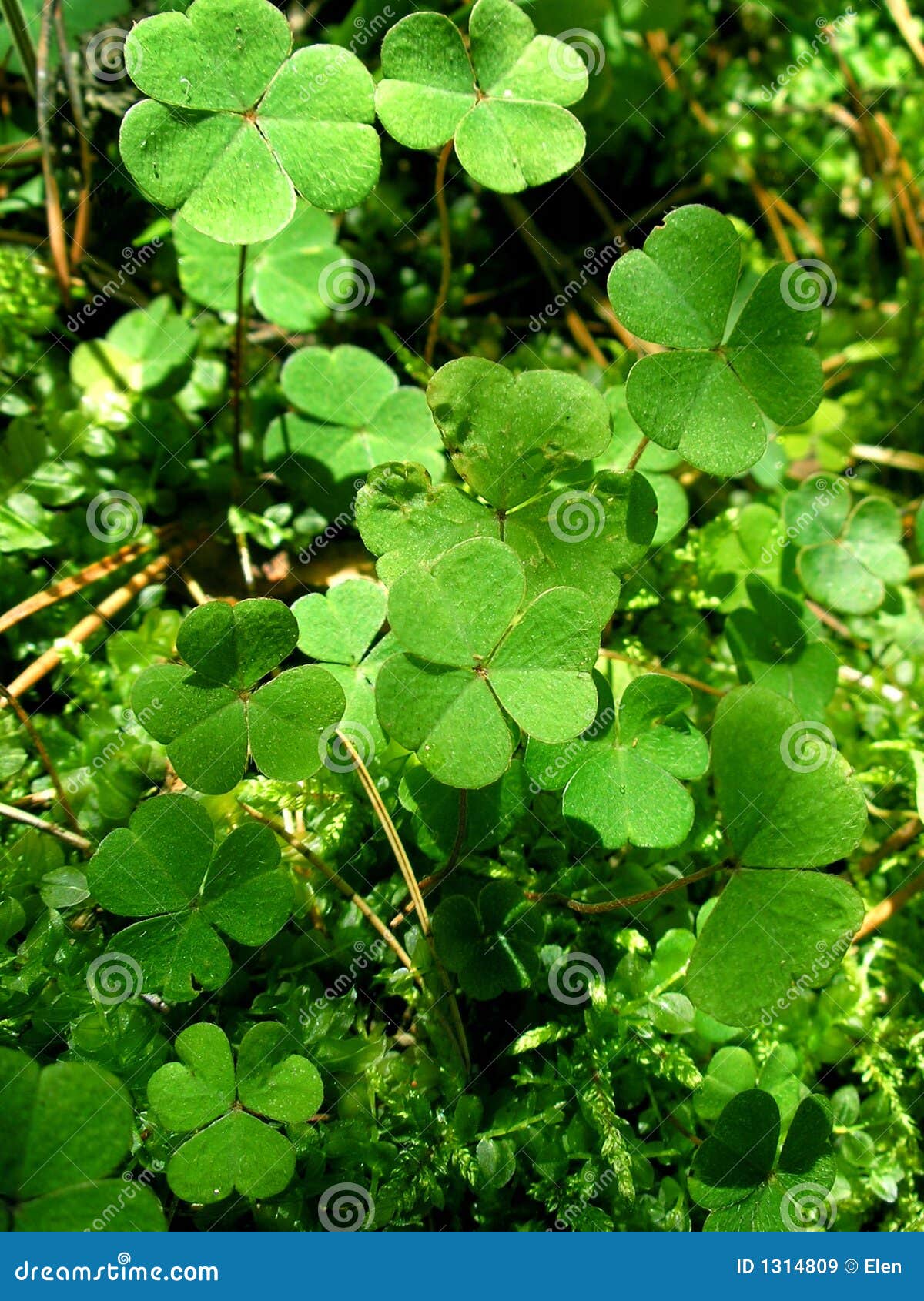 Leaves of clover stock image. Image of leafs, charming - 1314809