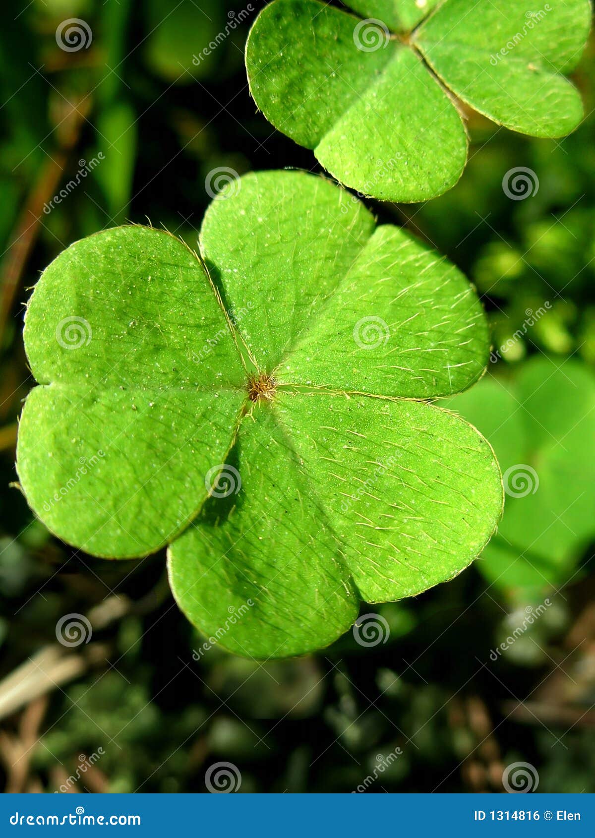 Leaves of clover stock photo. Image of green, plants, plant - 1314816