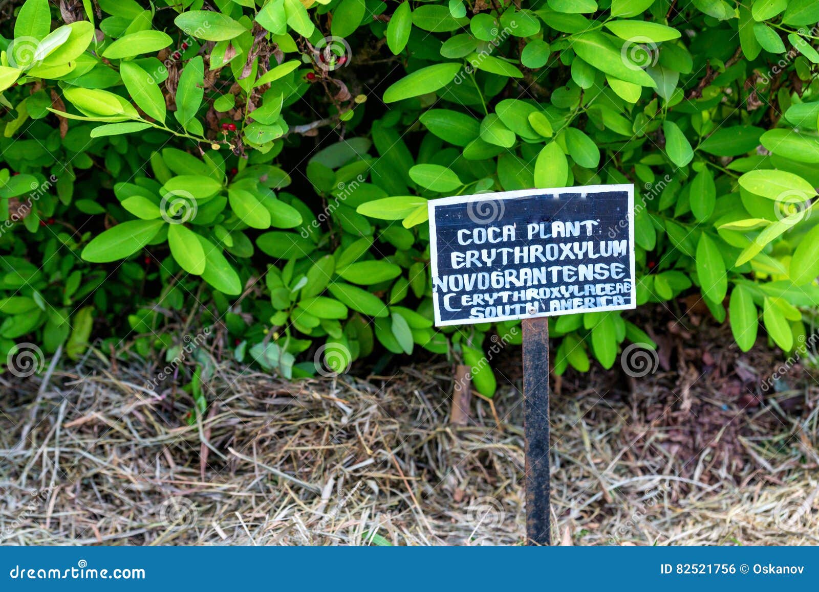 Leaves of coca plant stock photo. Image of herb, agriculture - 82521756