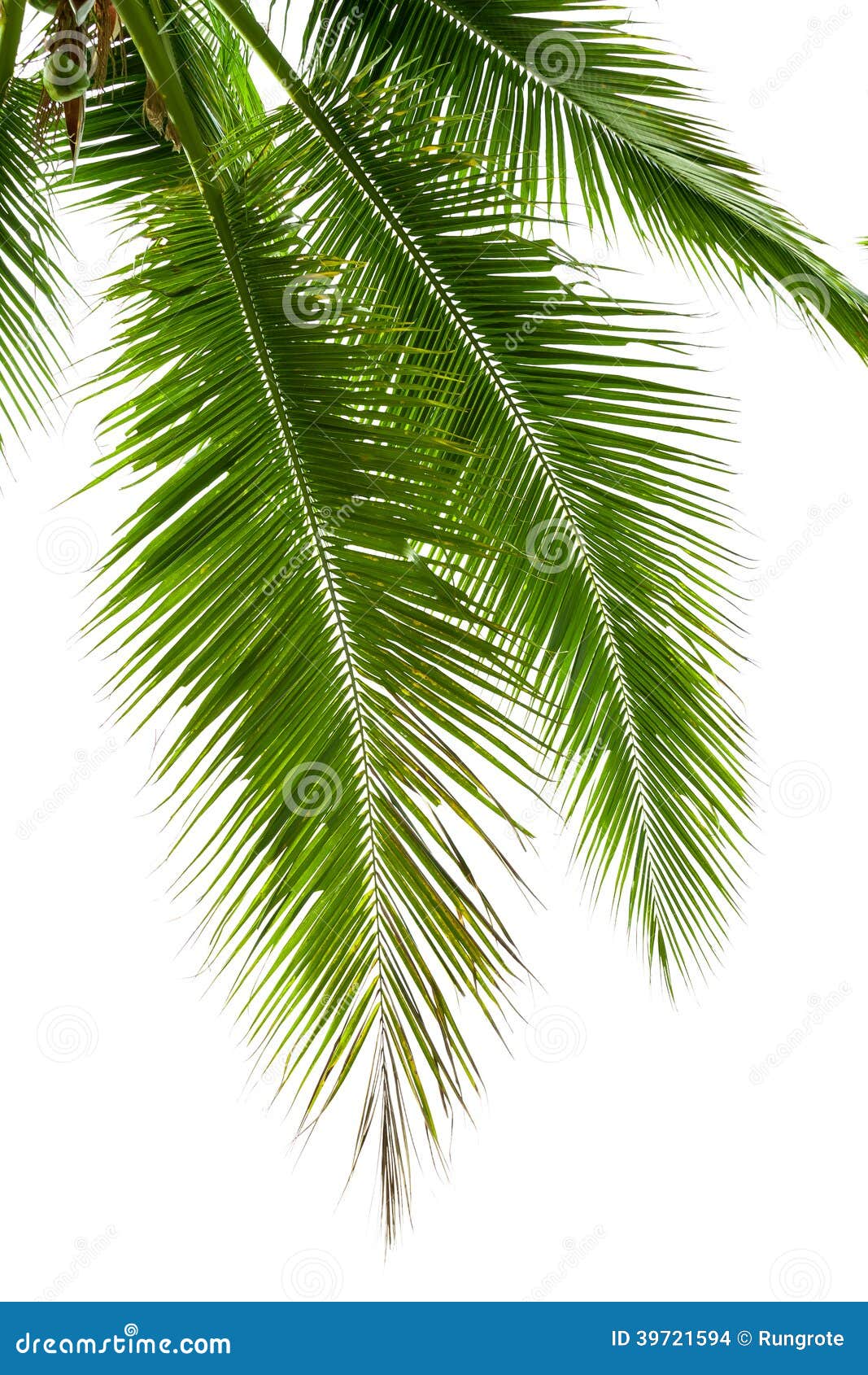 Leaves Of Coconut Tree Isolated On White Background Stock Photo - Image ...