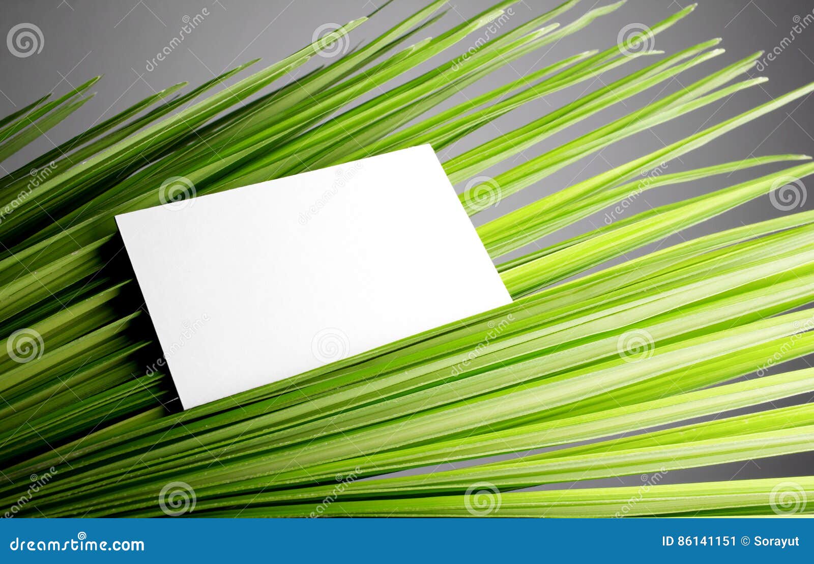 Leaves of coconut tree stock image. Image of curve, branch - 86141151