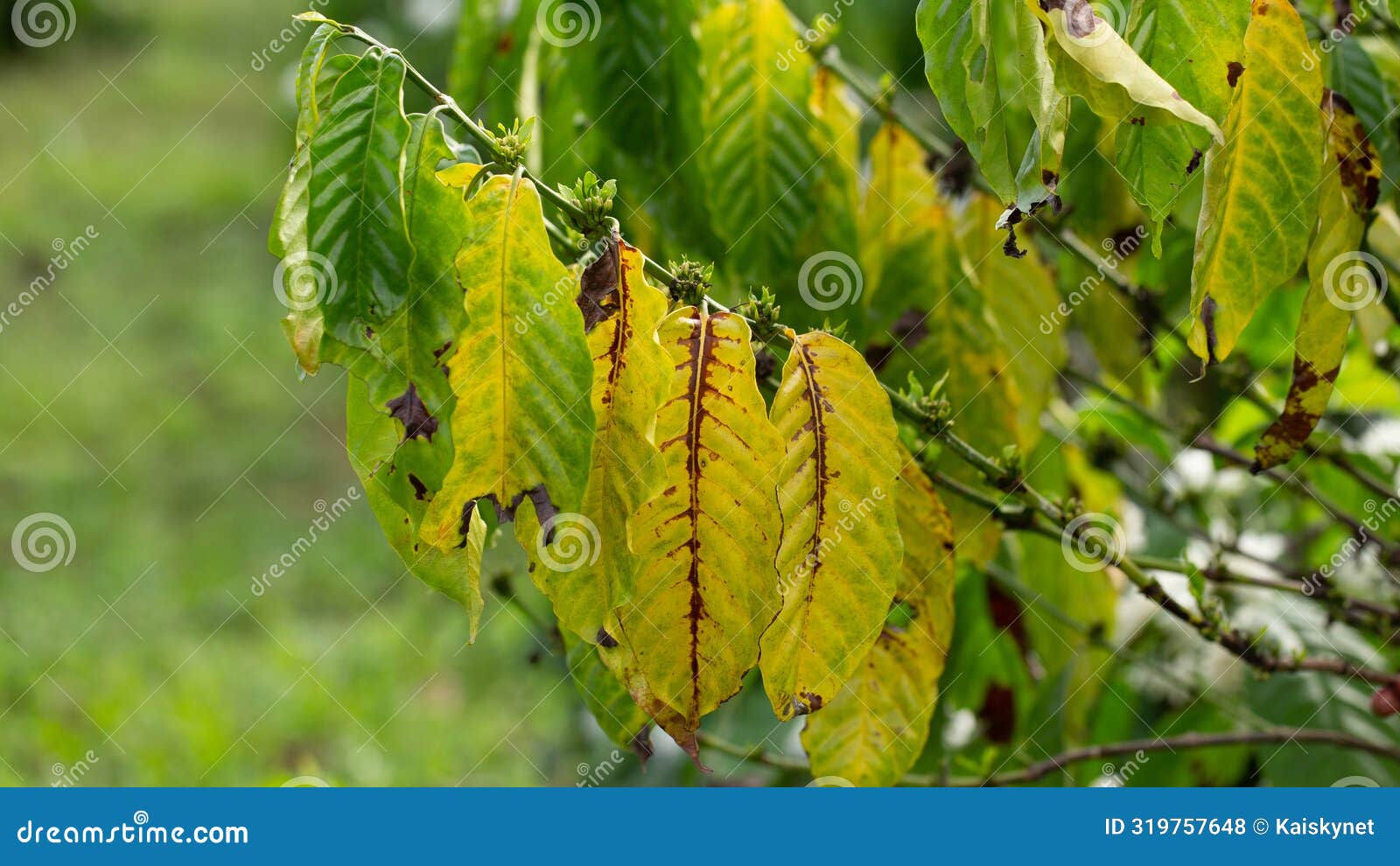 Leaves of a Coffee Plant Damaged by Pests Stock Photo - Image of ...