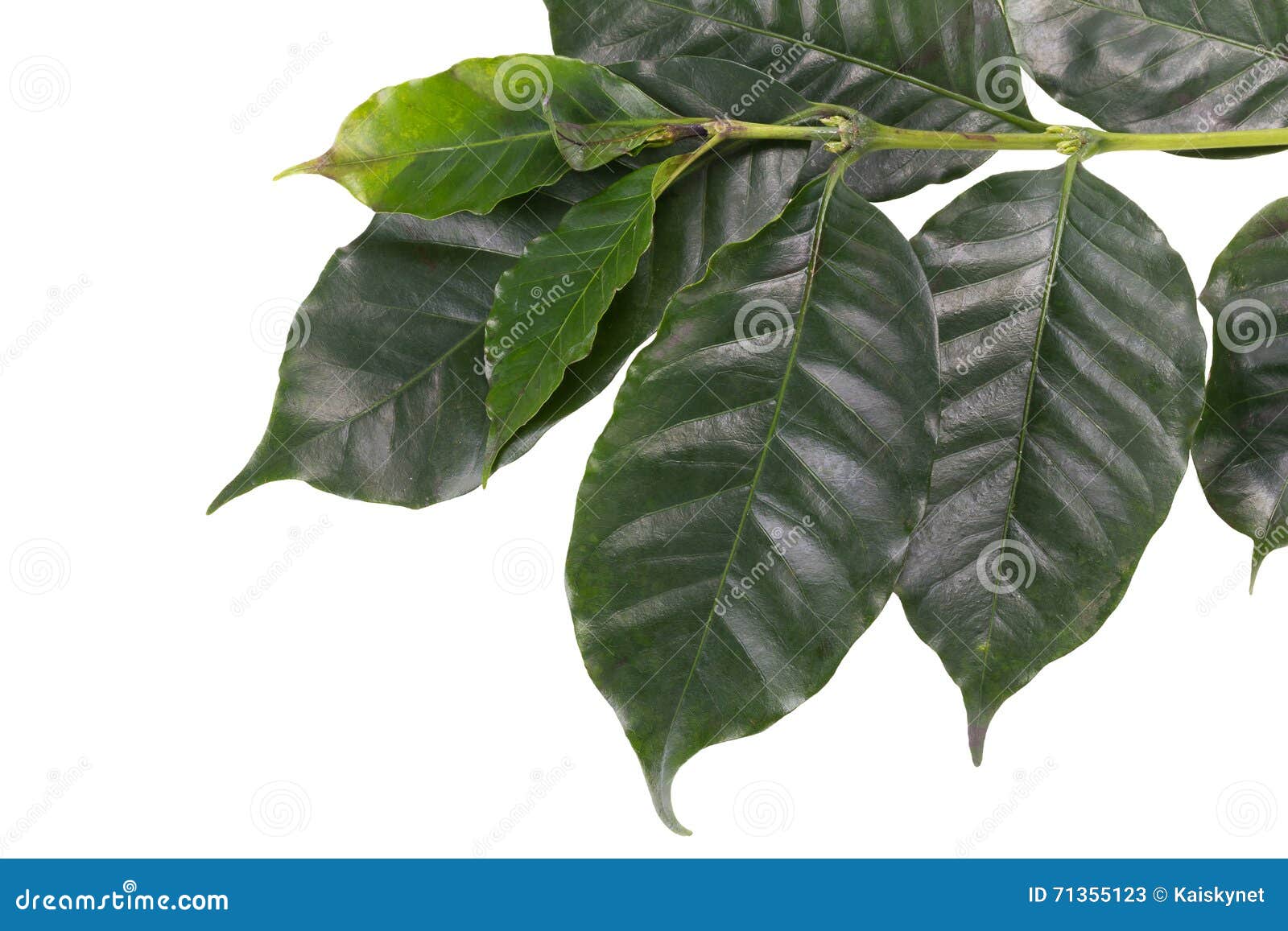Leaves Coffee Tree Isolated on White Background Stock Image - Image of ...