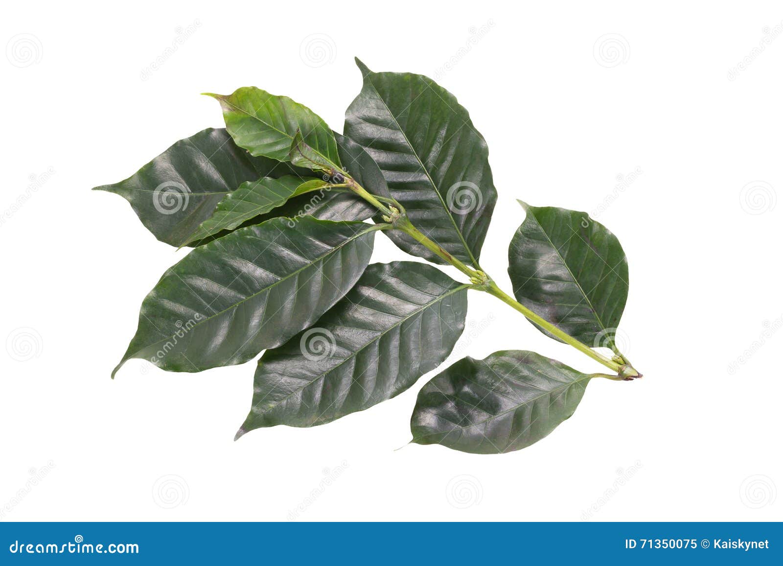 Leaves Coffee Tree on White Background Stock Image - Image of grow ...