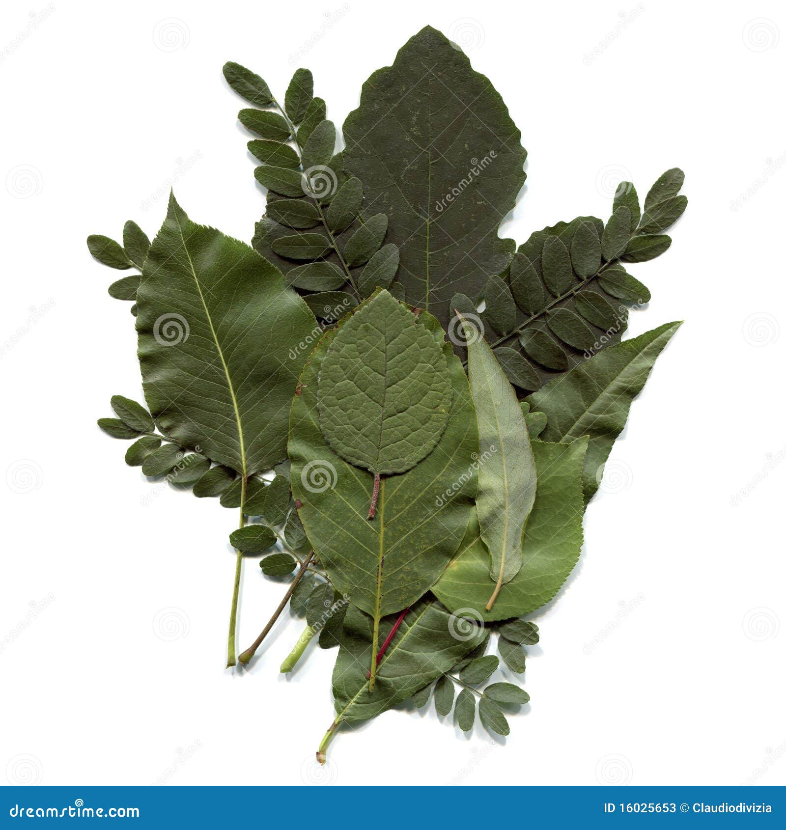 Leaves collage stock image. Image of collage, leaf, walnut - 16025653