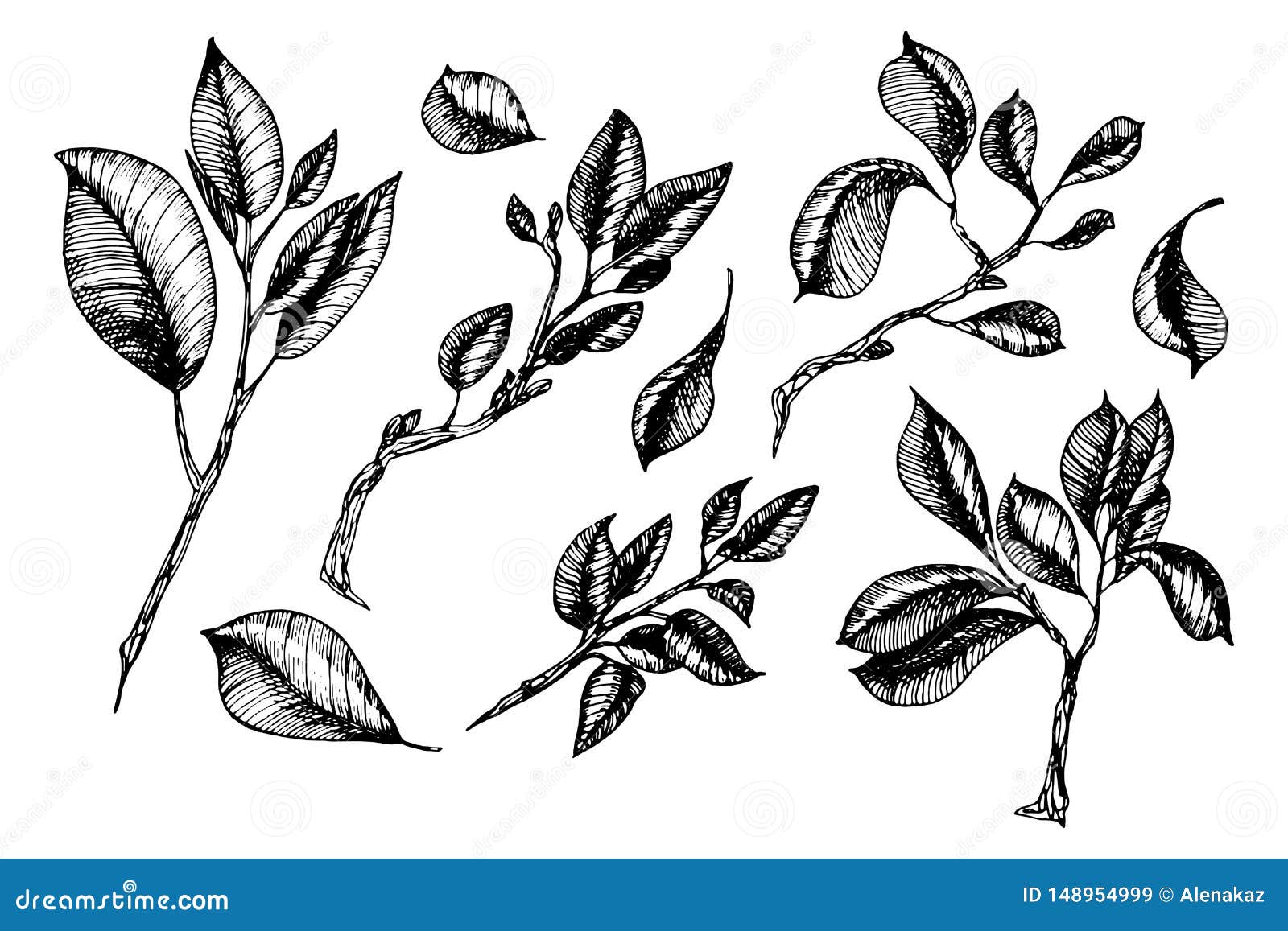 Leaves Collection in Engraving Styles Stock Vector - Illustration of ...