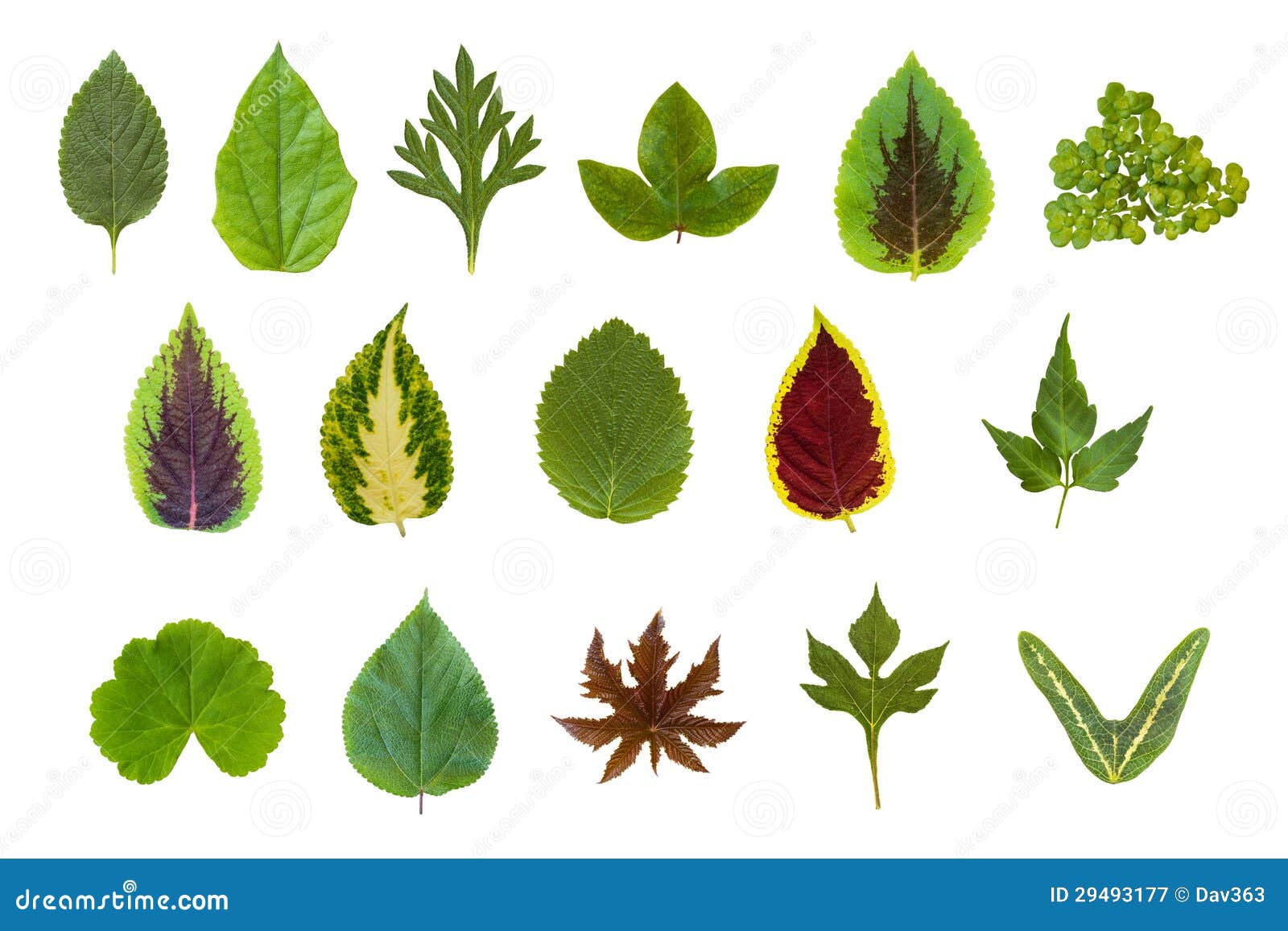 Leaf Collection Set stock image. Image of resolution - 29493177