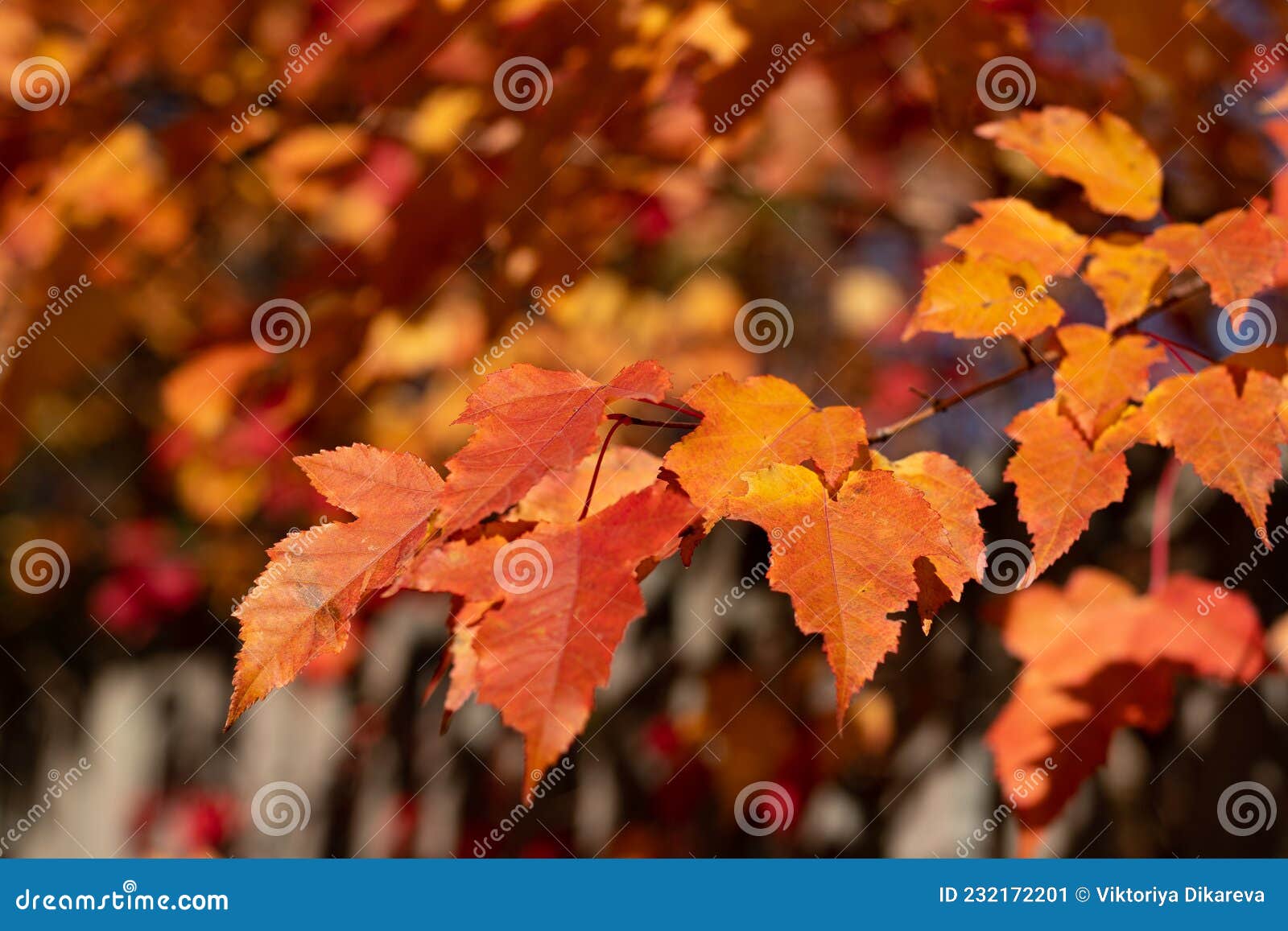 The Leaves are the Color of Fire and Fire, Blazing on the Branches, in ...