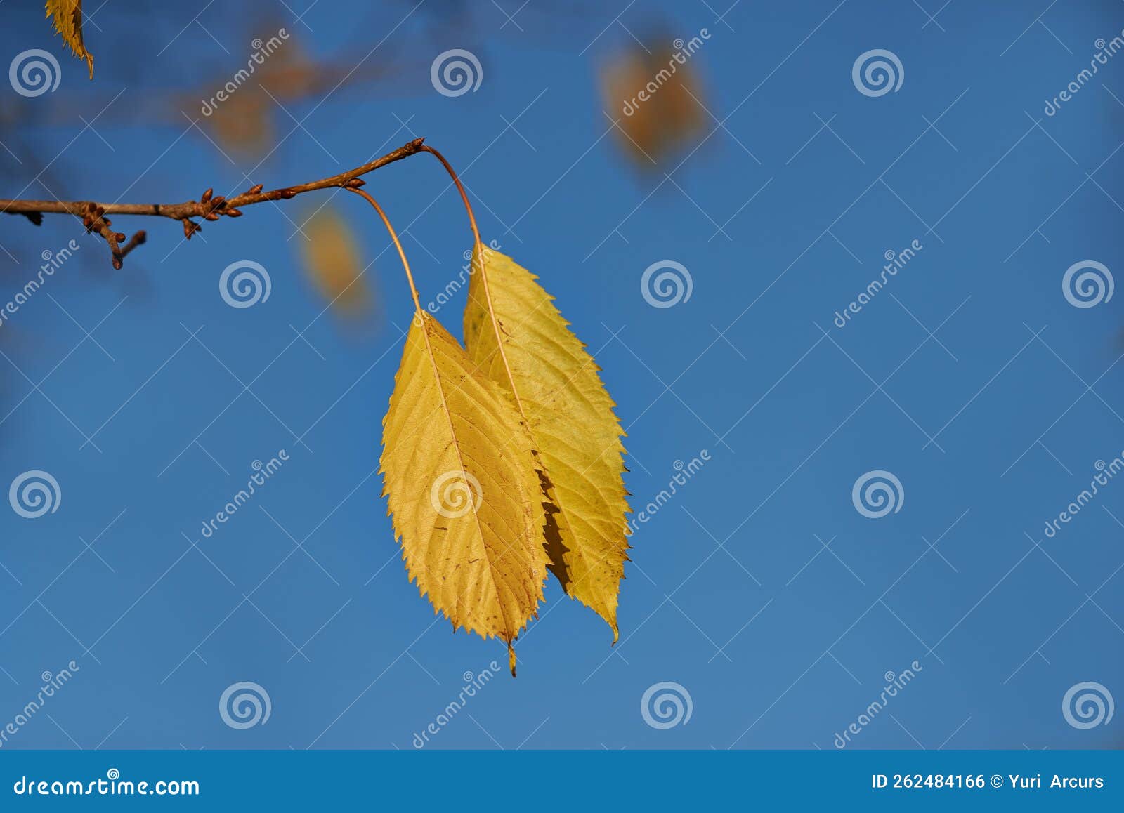 Leaves Coloured by the Seasons. Orange Autumn Leaves Hanging on the ...