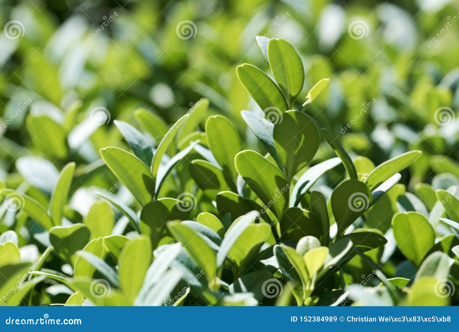 Leaves of a Common Box Bush, Buxus Sempervirens Stock Image - Image of ...