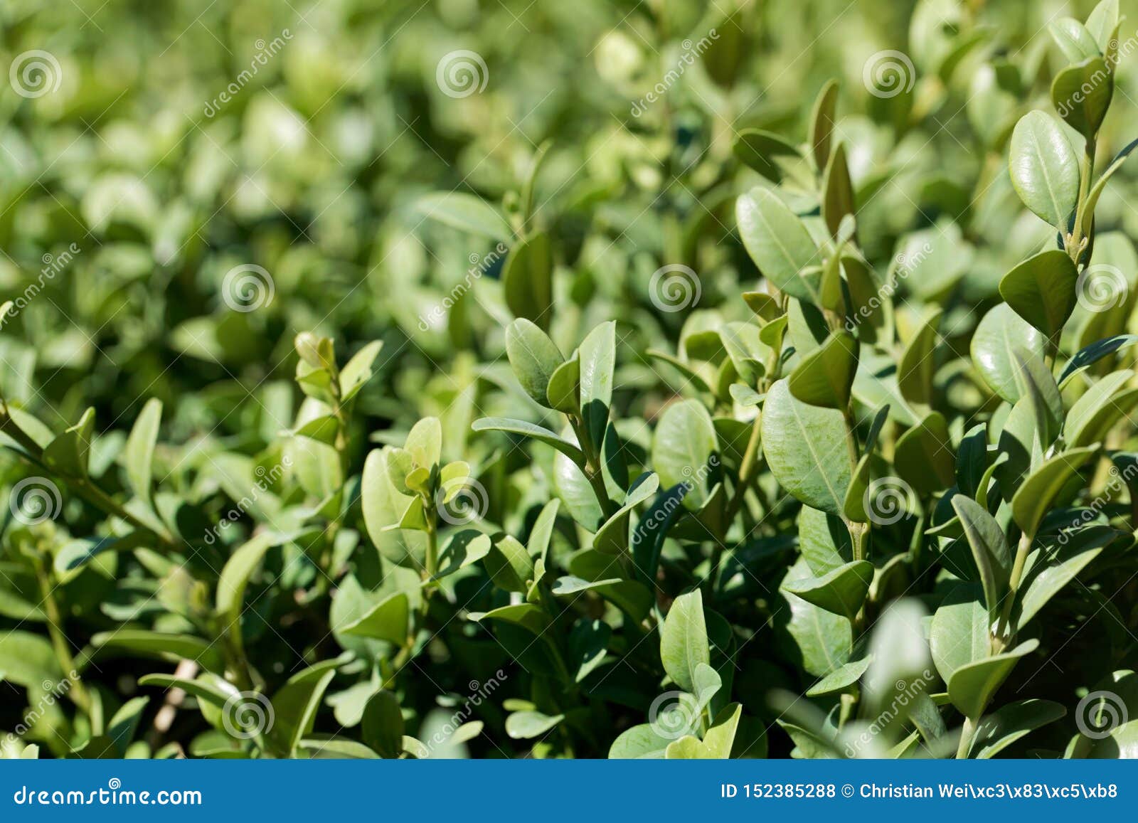Leaves of a Common Box Bush, Buxus Sempervirens Stock Photo - Image of ...