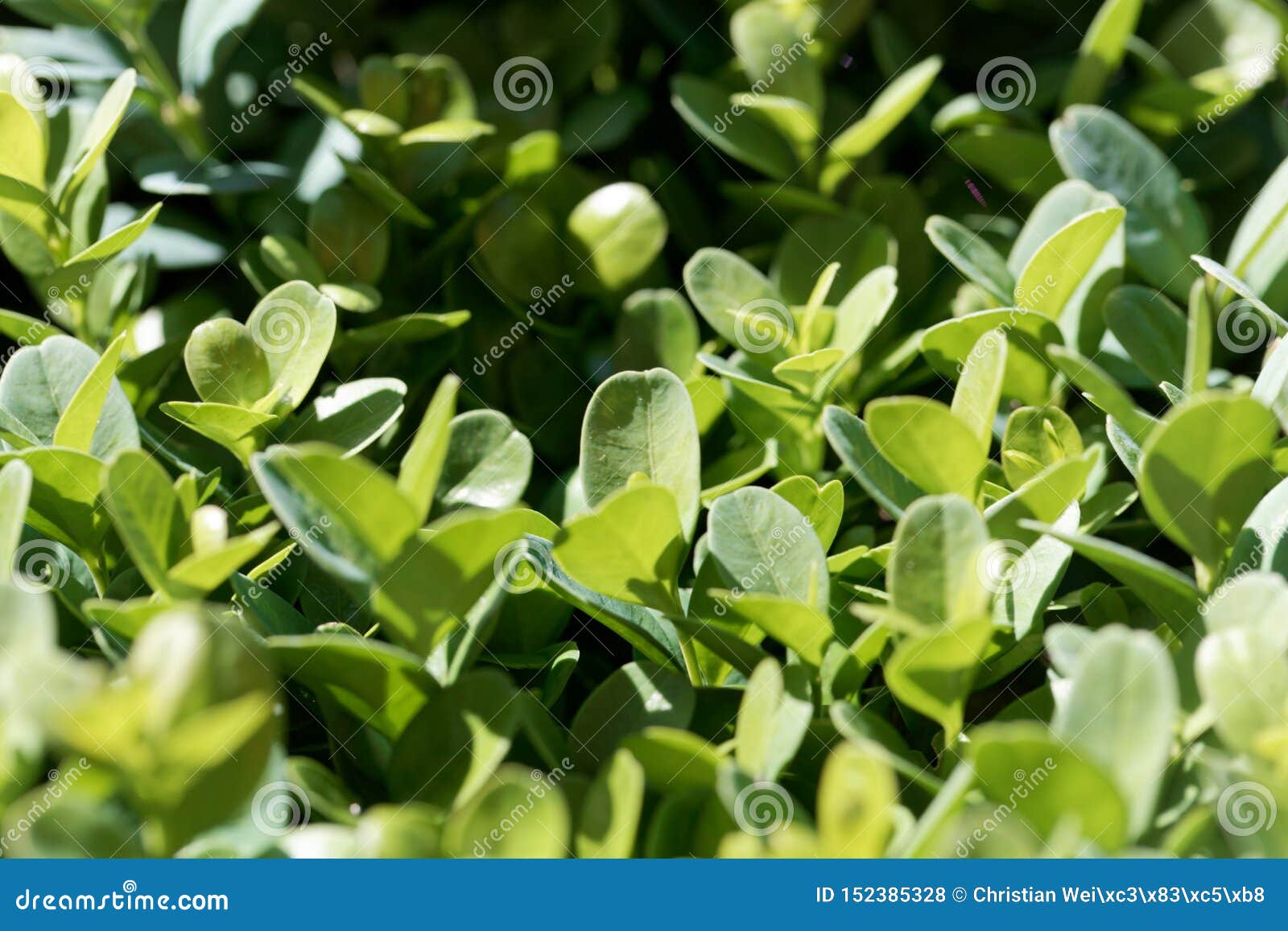 Leaves of a Common Box Bush, Buxus Sempervirens Stock Photo - Image of ...