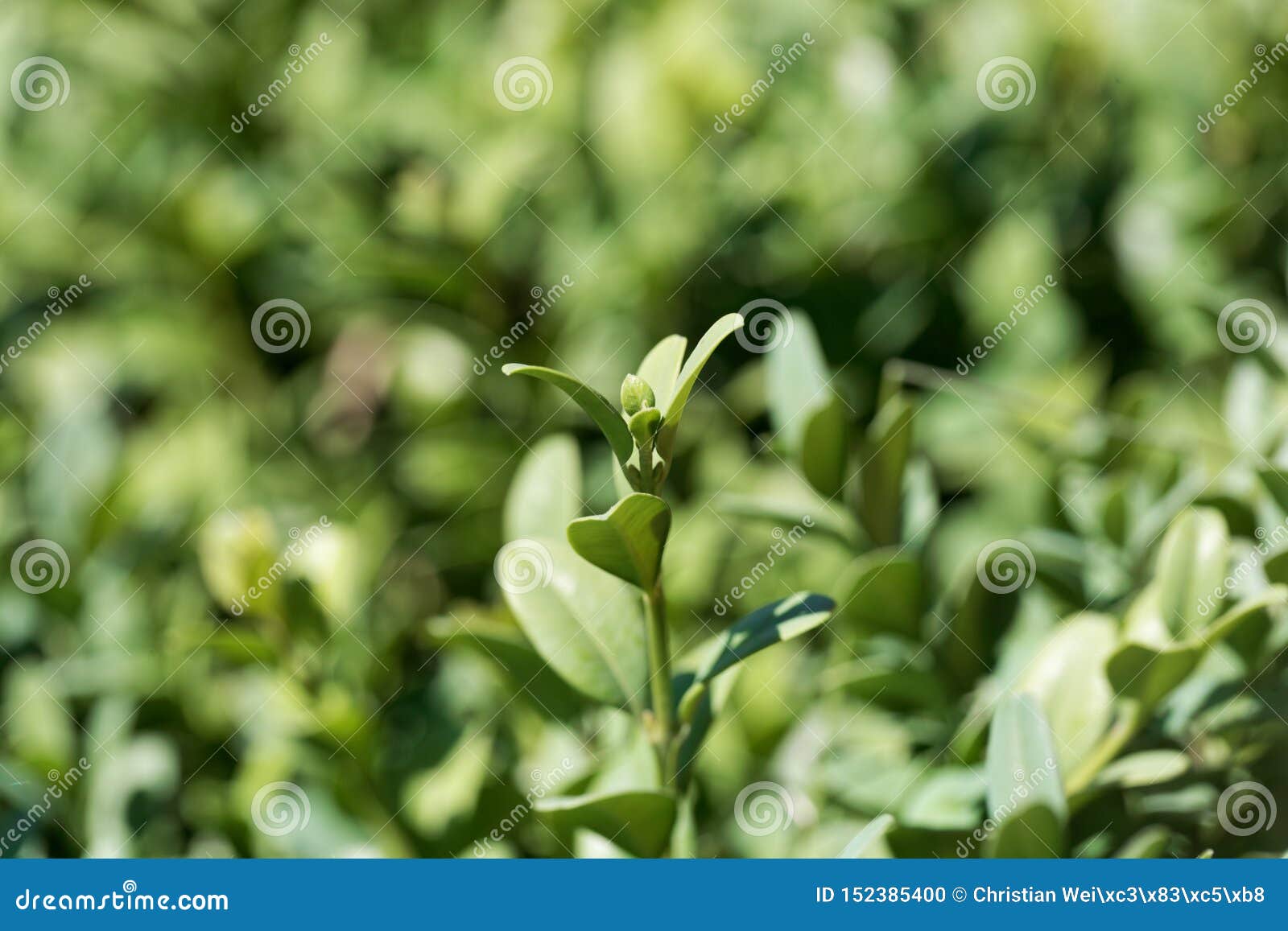 Leaves of a Common Box Bush, Buxus Sempervirens Stock Photo - Image of ...