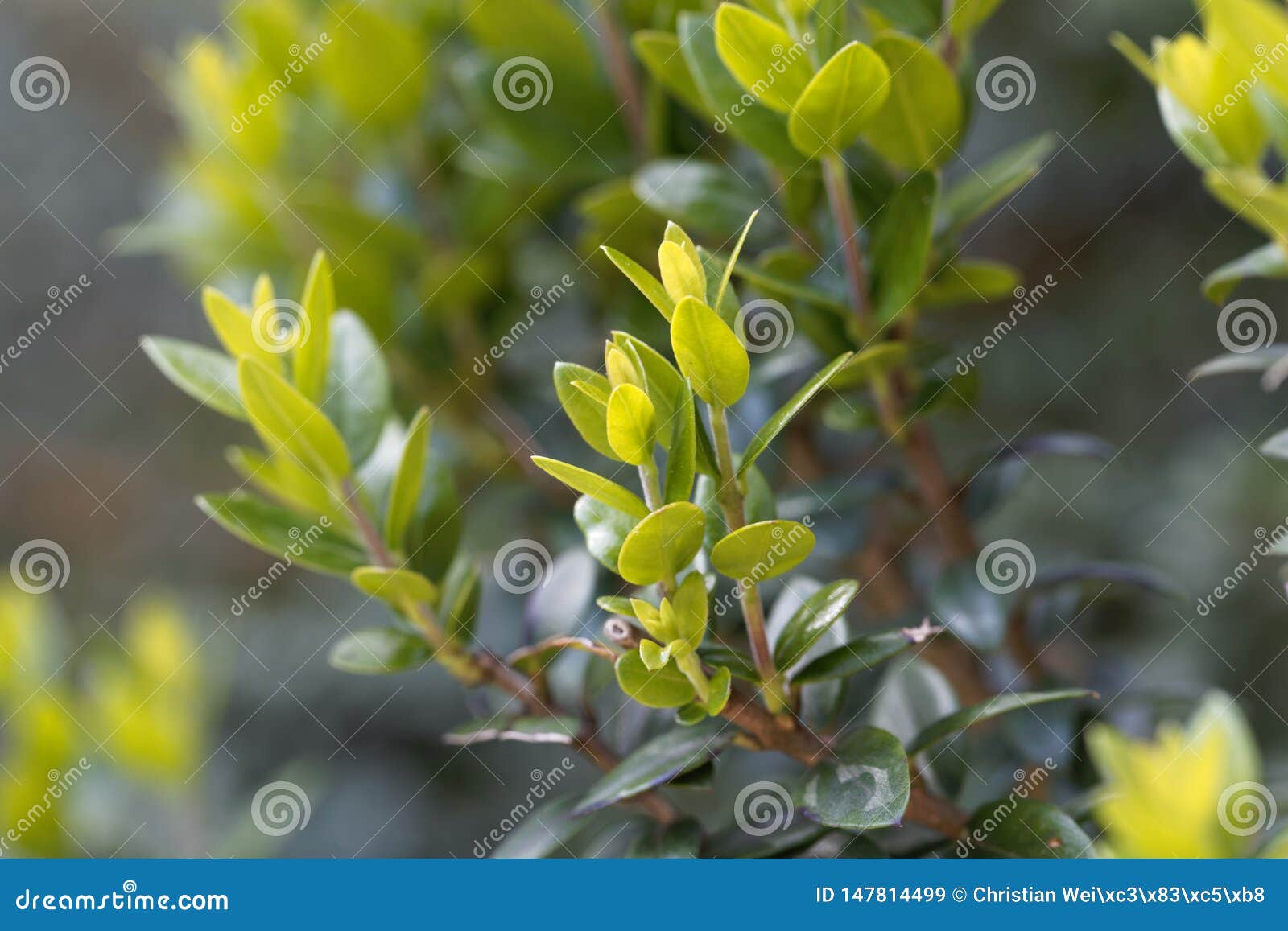 Leaves of a Common Myrtle, Myrtus Communis Stock Image - Image of flora ...