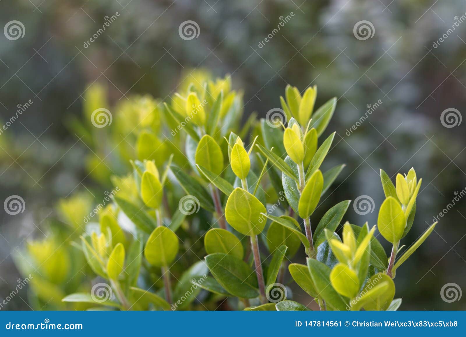 Leaves of a Common Myrtle, Myrtus Communis Stock Image - Image of ...